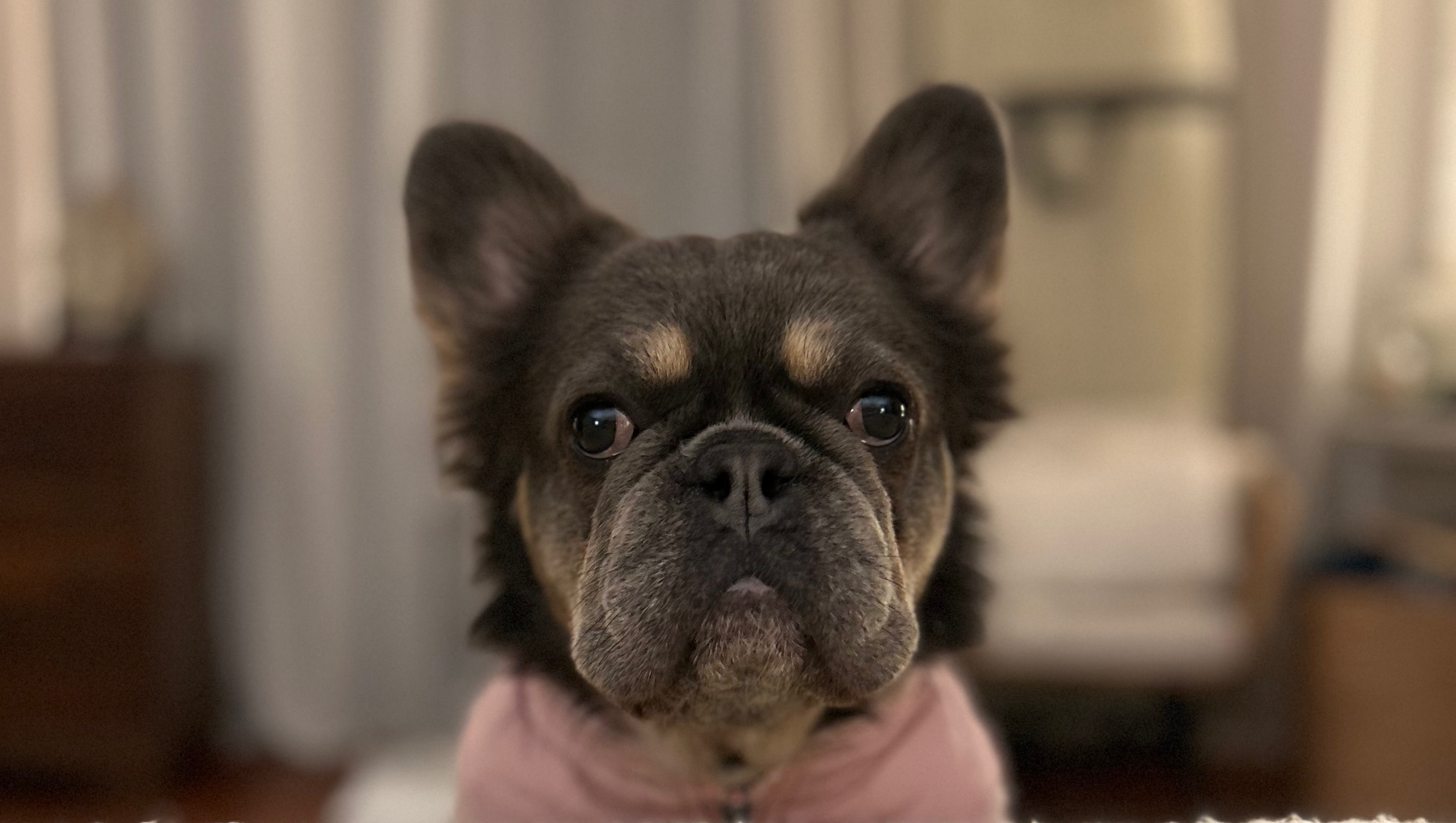 Fundraiser by Grace Phillips : Help Dolly Heal: Urgent Spinal Surgery