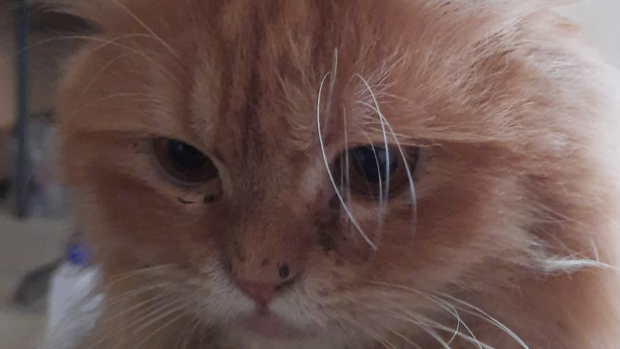 Fundraiser by Emma Durkin : Help This Brave Ginger Fluffy Kitten Reach ...