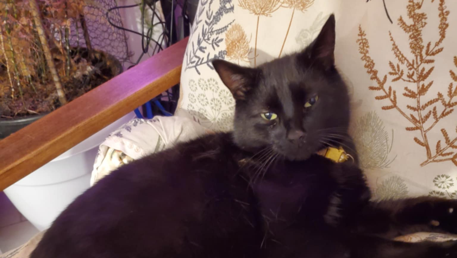 Fundraiser for Livvy Richardson by Joy Gartside : Belthazar needs eye ...