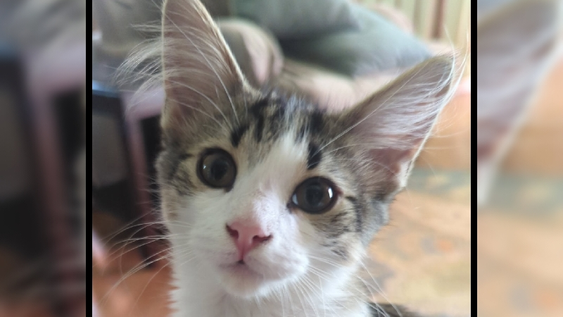 Fundraiser by Ahlissa Vaubel : Give Cindy the chance for a long and ...