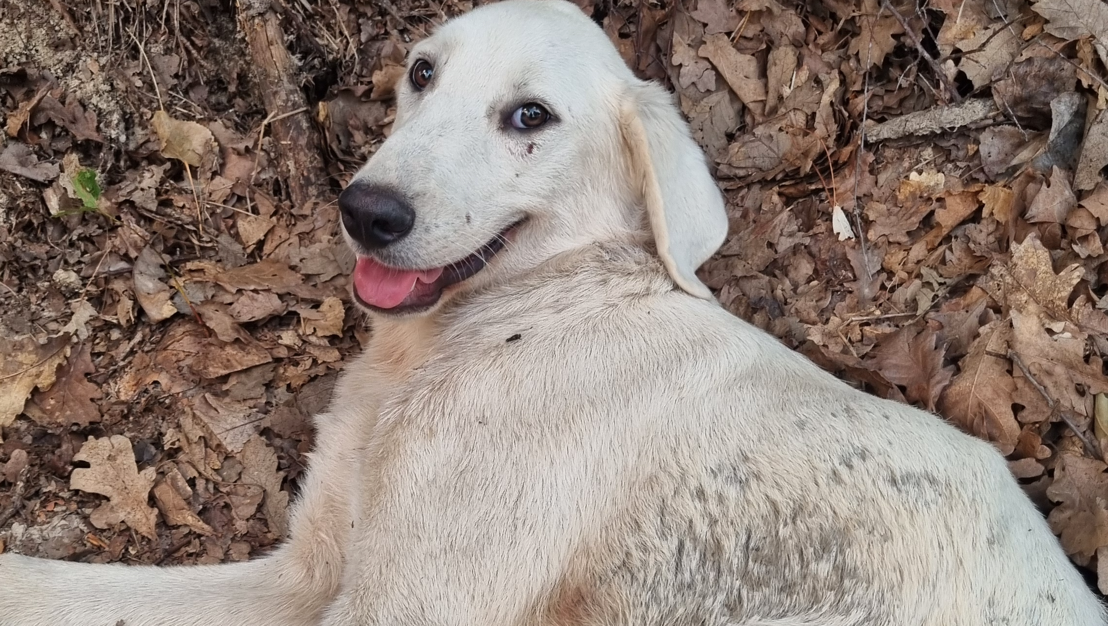 Fundraiser by Sally Chamberlain : Oliver... beaten & dumped in Romania ...