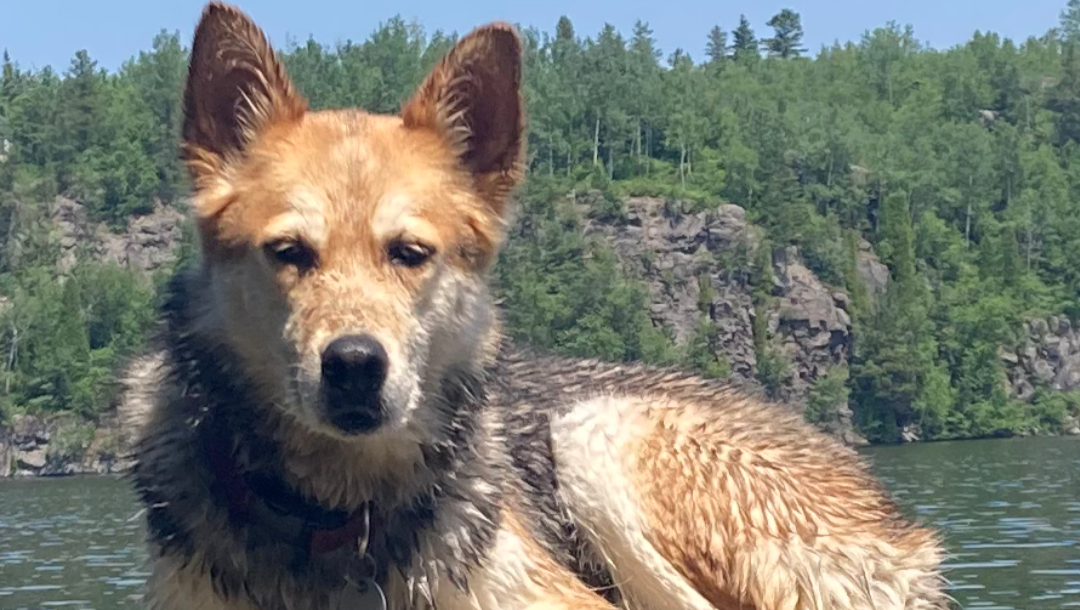 Fundraiser by Kevin Hudon : Pour dire adieu a mon fidel chien