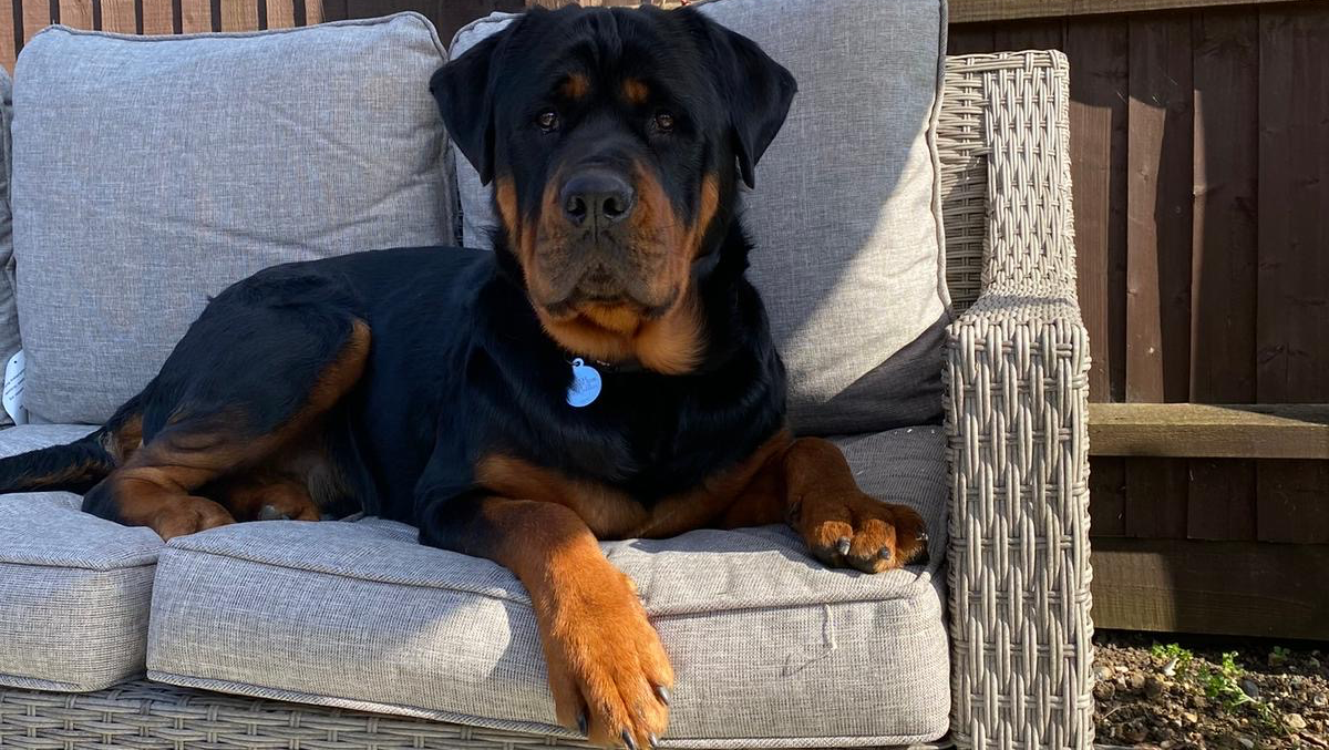 Fundraiser by Nathan Locke : Help Dougie Walk Again Second TPLO tear