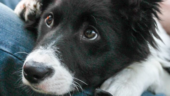 Fundraiser by Caroline Midgley : Jess, Max and Lexi’s vet bills and ...