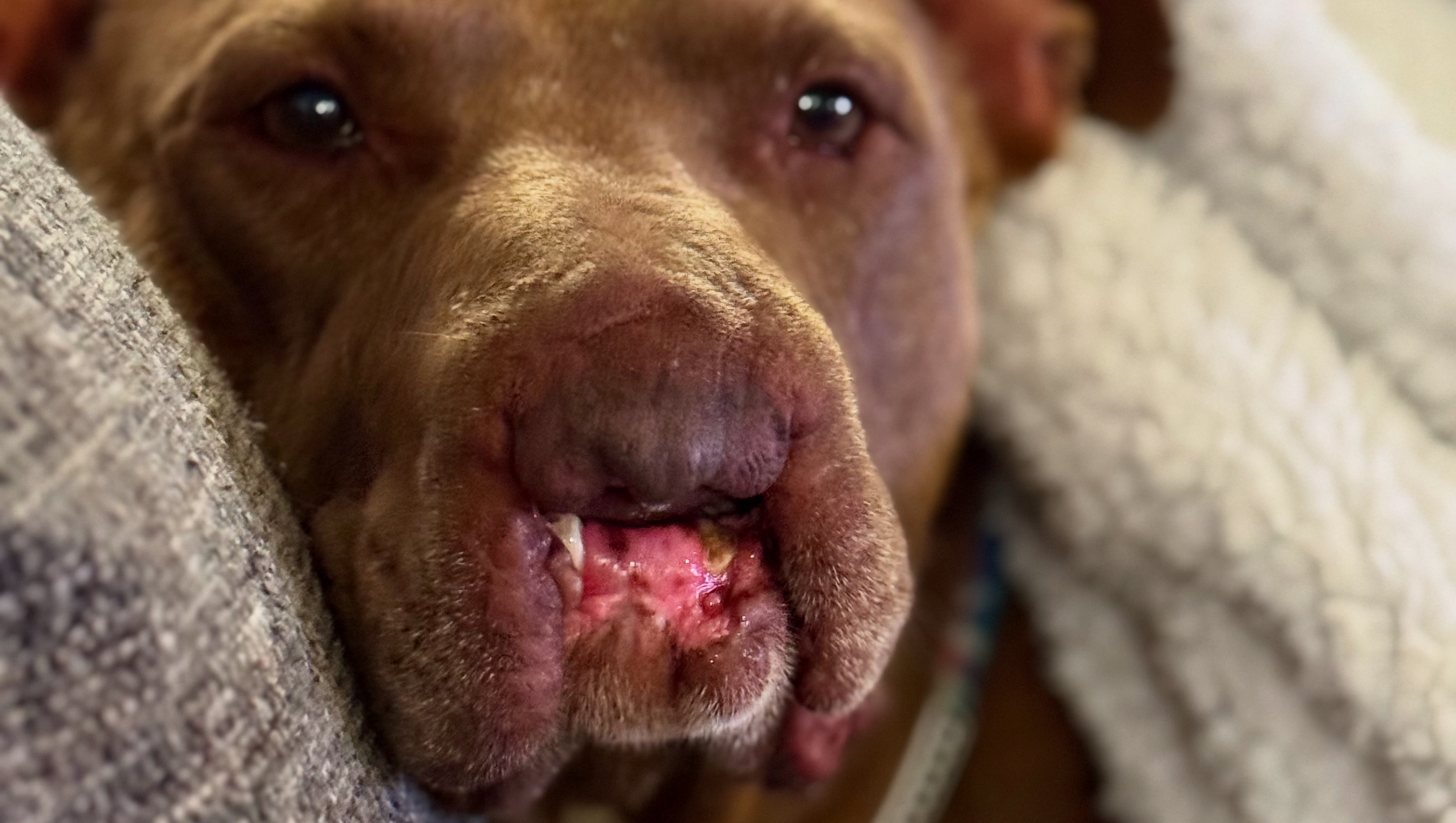 Fundraiser by Shana Kerby : Help Moose Breathe Easy Again