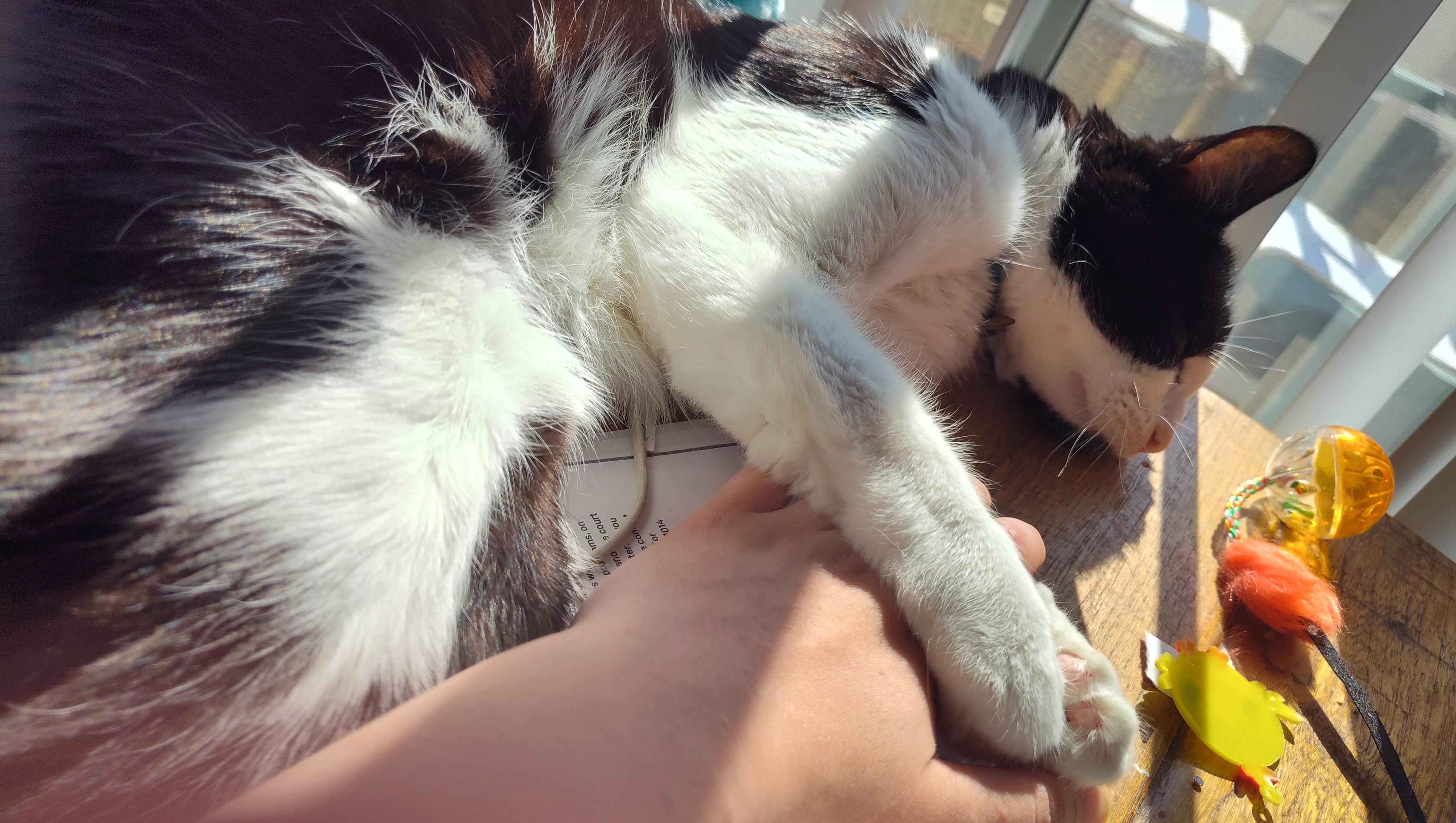 Fundraiser by Delaney Kissel : Support Needed for Last Month's Rent