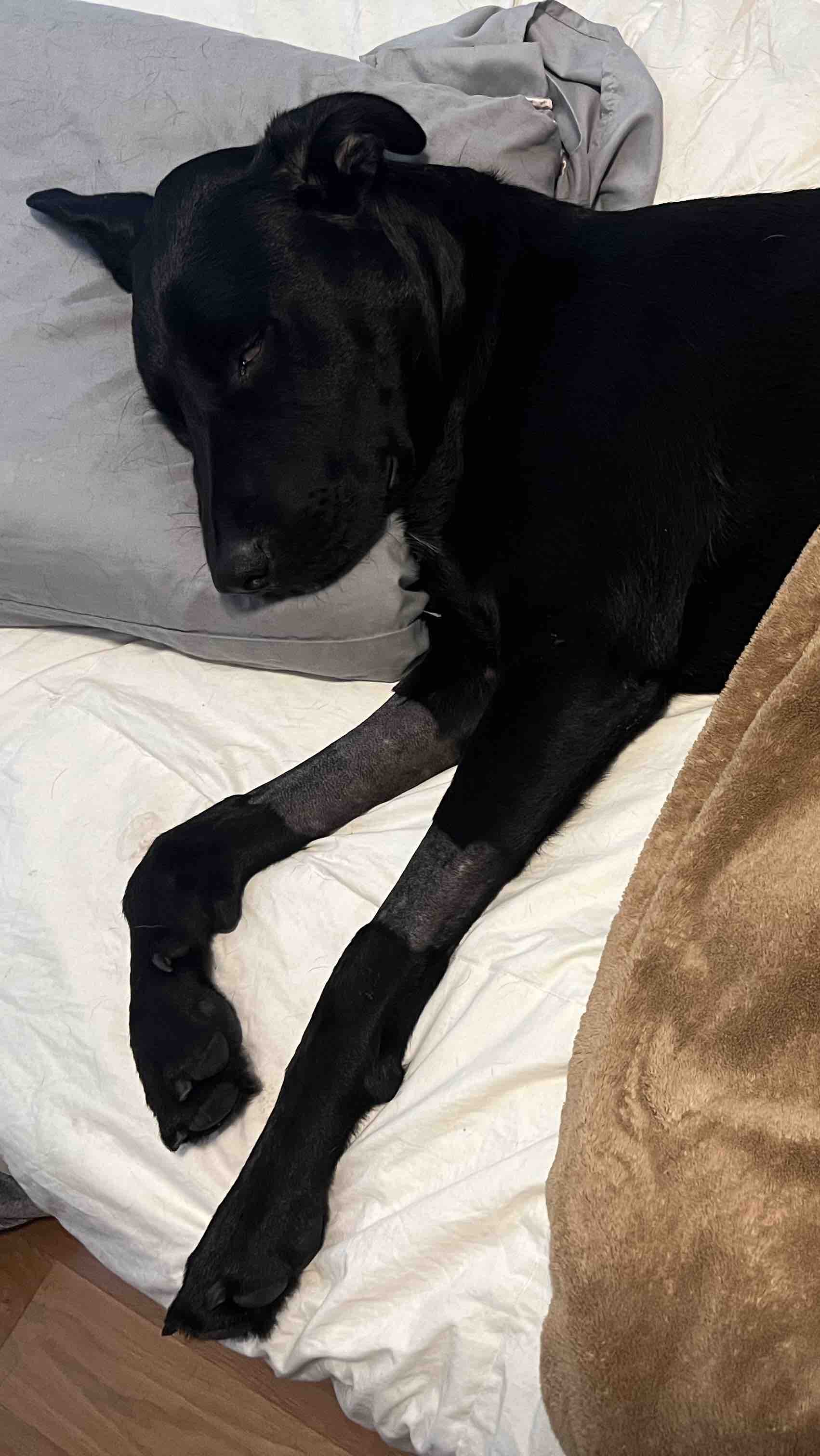 Fundraiser by Calvin Moldenhauer : Help me Save my dog Kevin, My best ...