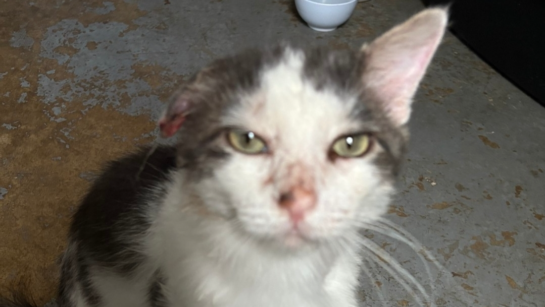 Fundraiser by Samantha Pilgrim : A Family's Quest to Heal Gerald the Cat