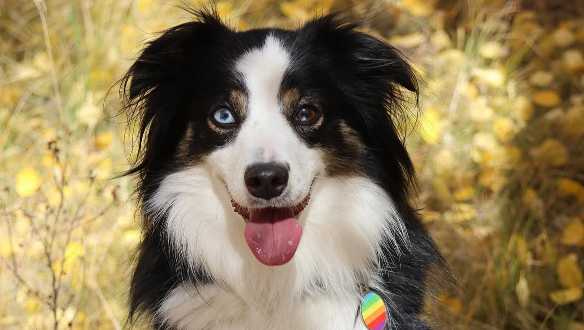 Fundraiser for CJ Munro by Katie Zatt : Help Luna Get Medical Care She ...