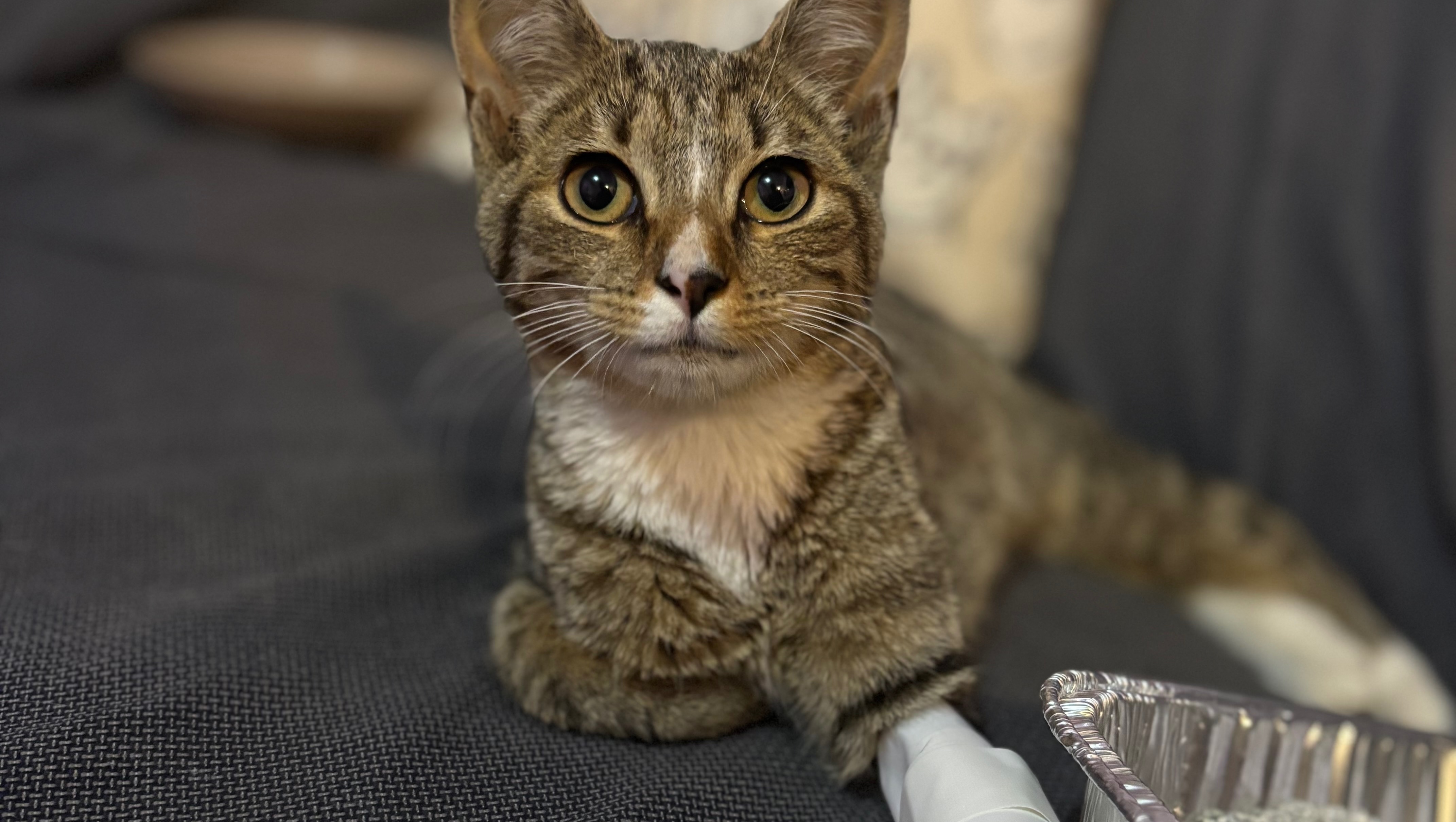 Fundraiser by Taylor Frazier : A Second Chance for a Kitten in Need