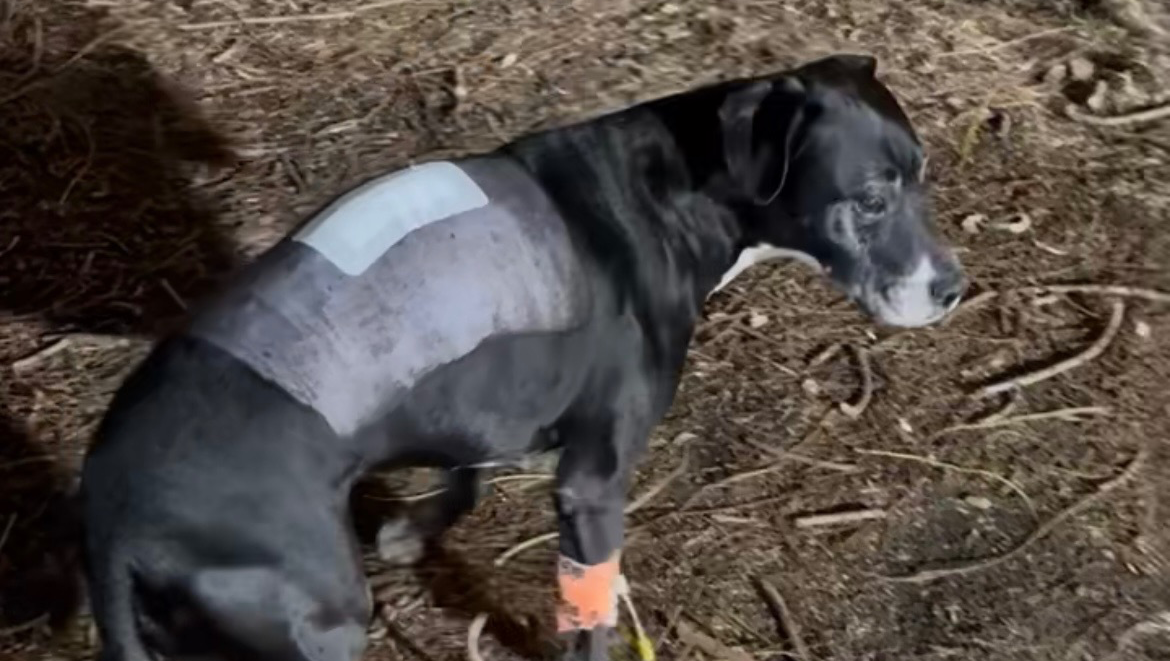 Fundraiser by Graeme Palmer : UPDATED: Emergency Spinal Surgery for Our ...