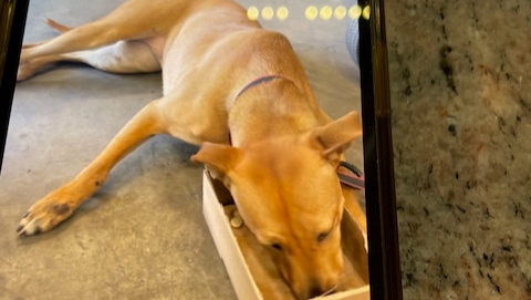 Fundraiser by Sindele Long : Help Sweet Dog Get Life-Saving Surgery