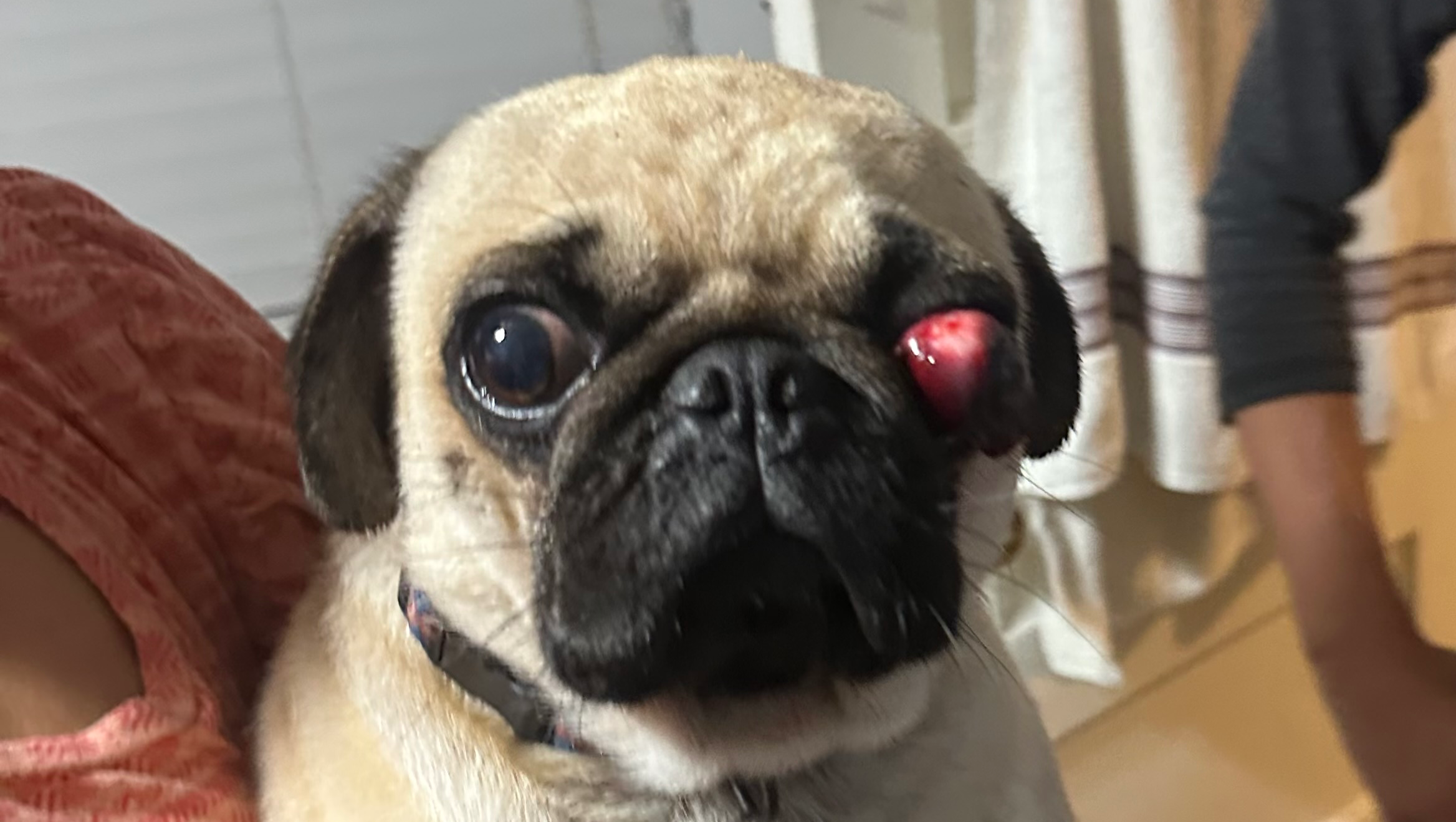 Fundraiser by Amy Sauceda : Support Peanut's Emergency Surgery