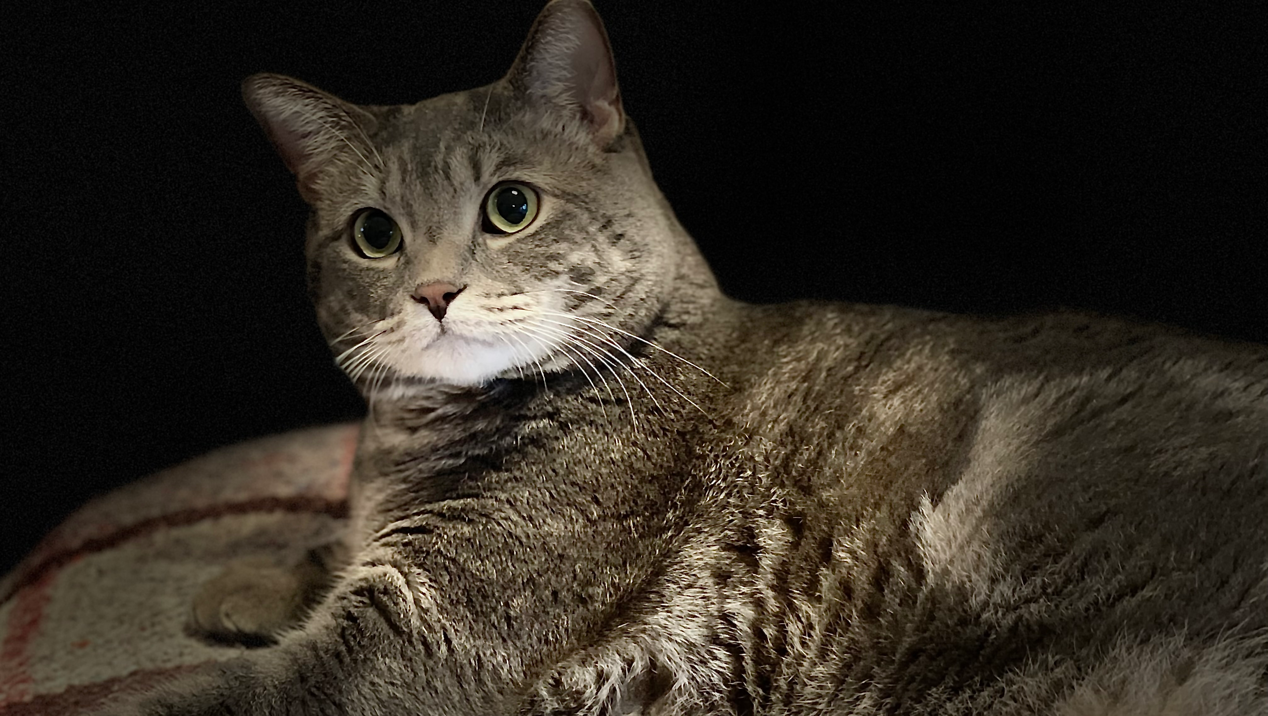 Fundraiser by Patricia Haynes : Support Patricia's Recovery and Her Cats