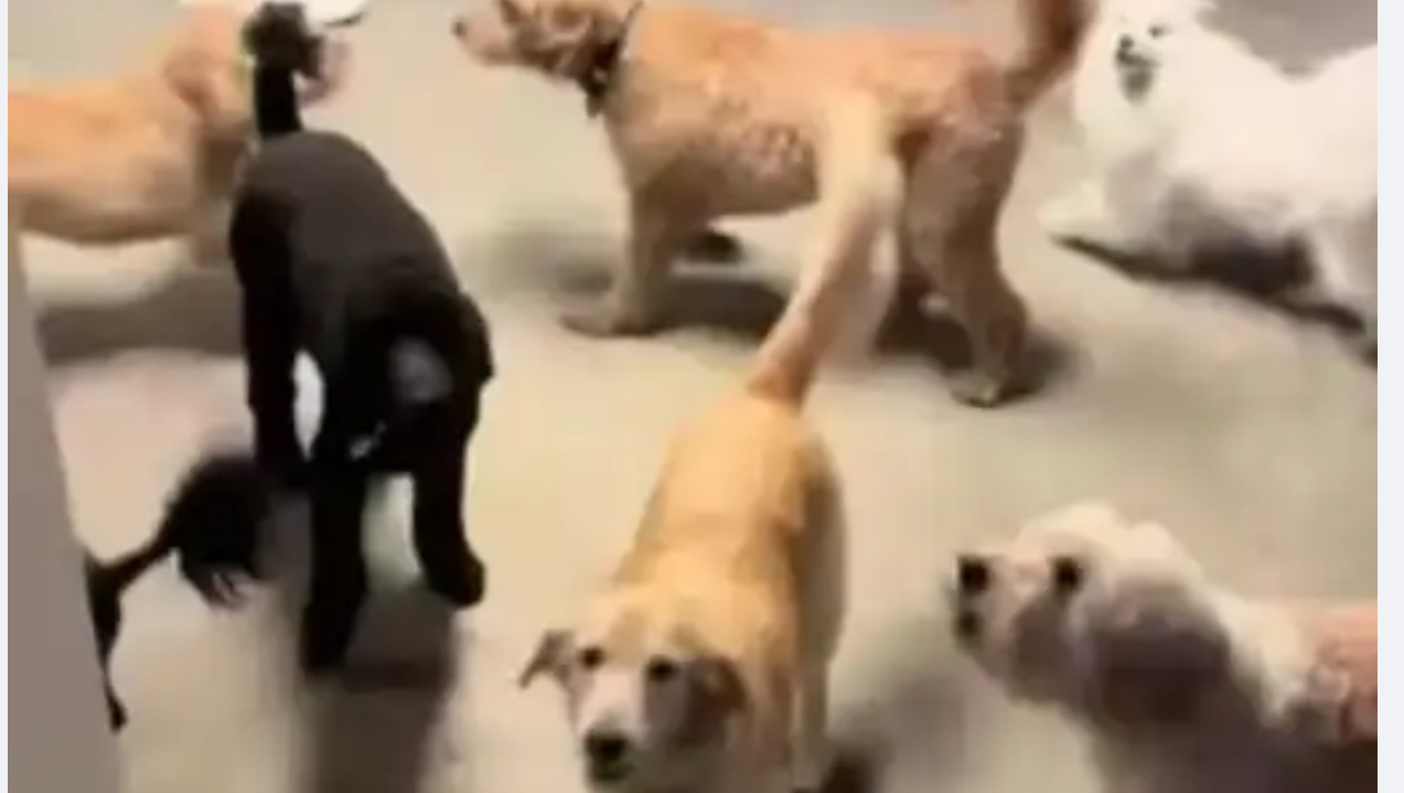 Fundraiser by Lisa Glantz : Fires: help me save myself and save my ...