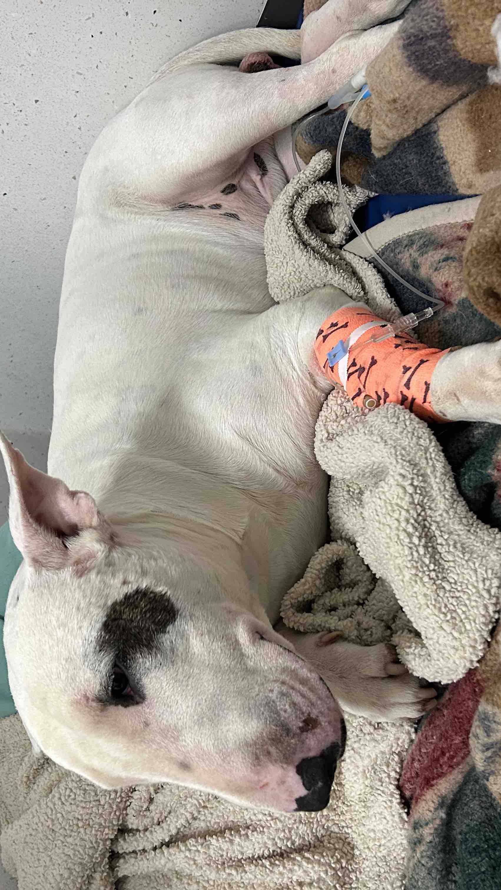 Fundraiser by Madason Mcelligott : Our Spotty boy rushed to hospital