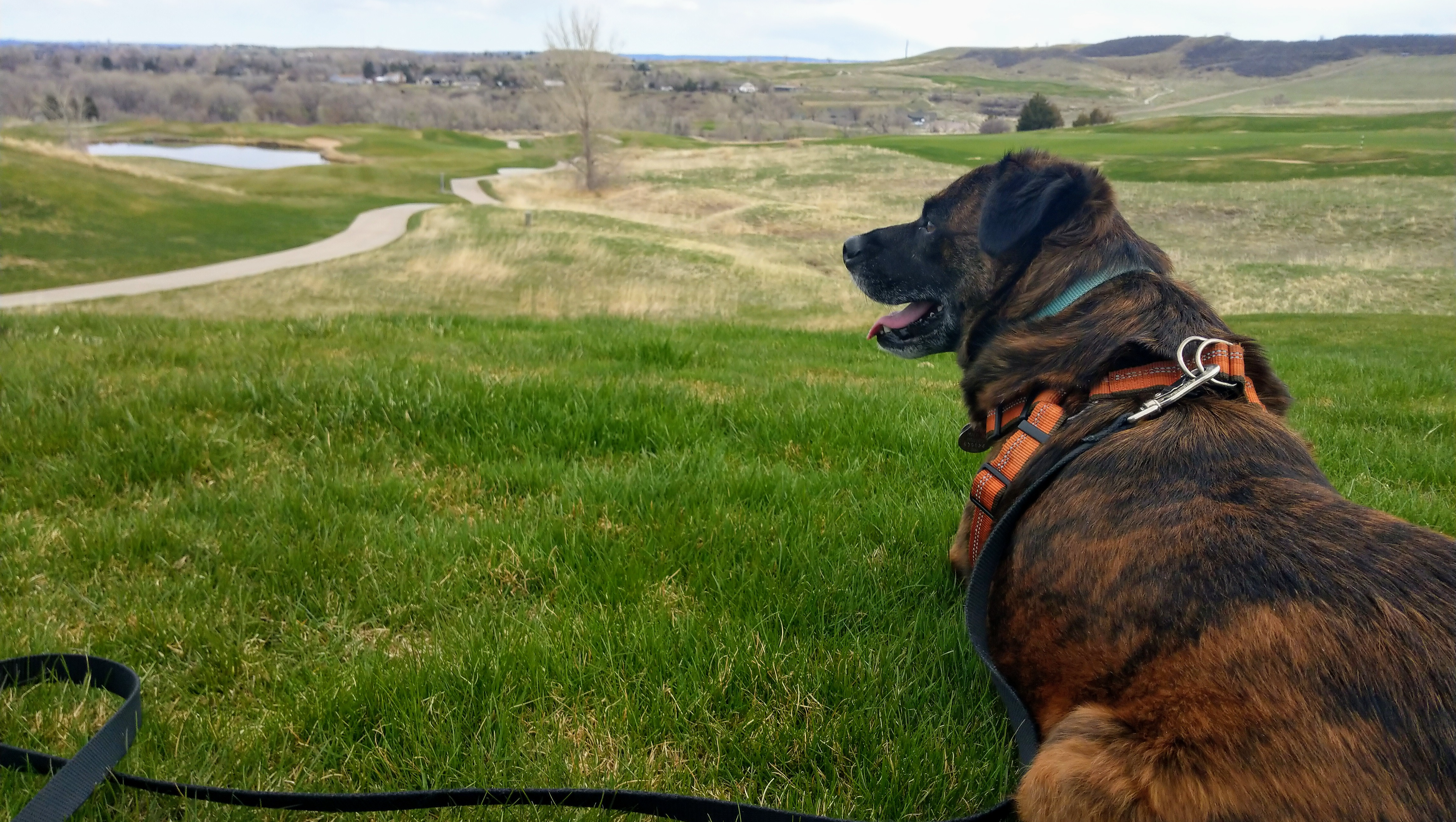 Fundraiser by Angela Lawrence : Support Louie's Surgery and Recovery