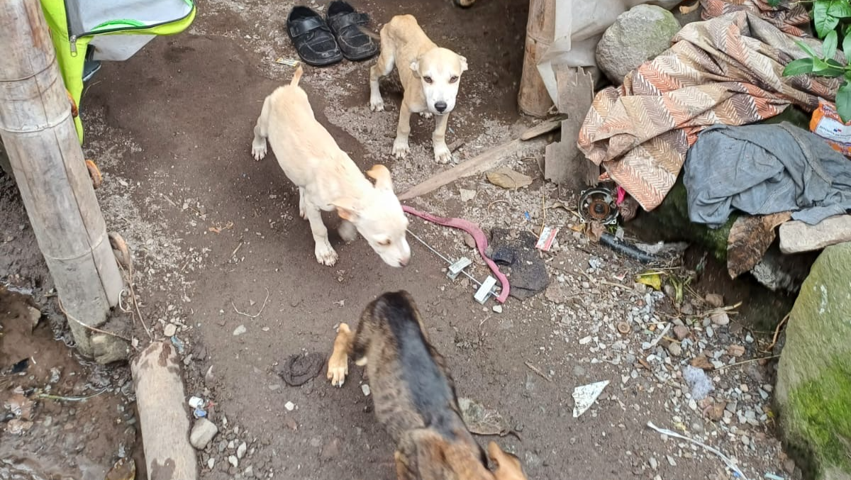 Fundraiser by Molly Keisman : Help Gregg Save Volcán's Vulnerable Dogs