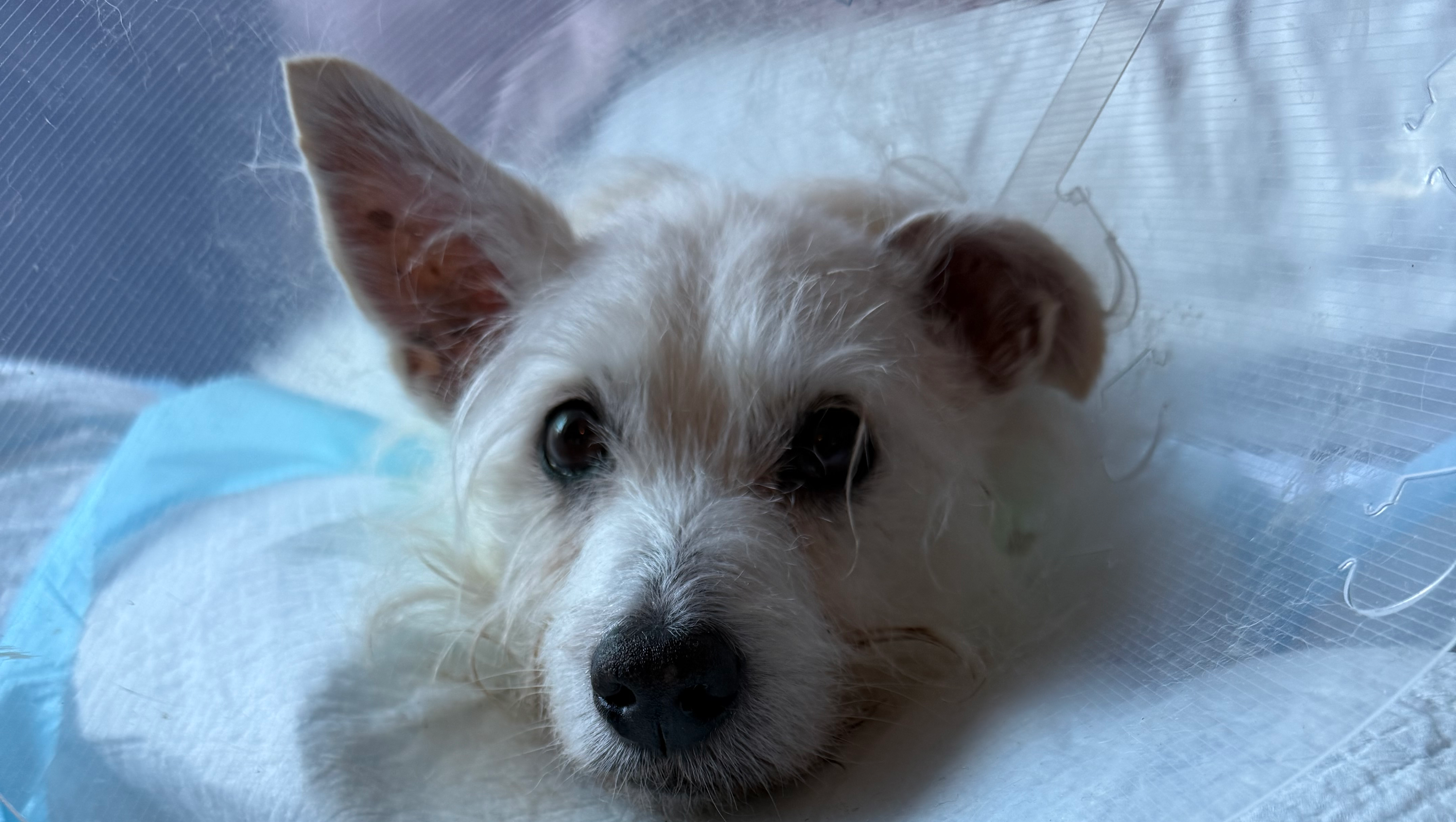 Fundraiser by Emma Bathgate : Help Barney Bathgate - life & strife