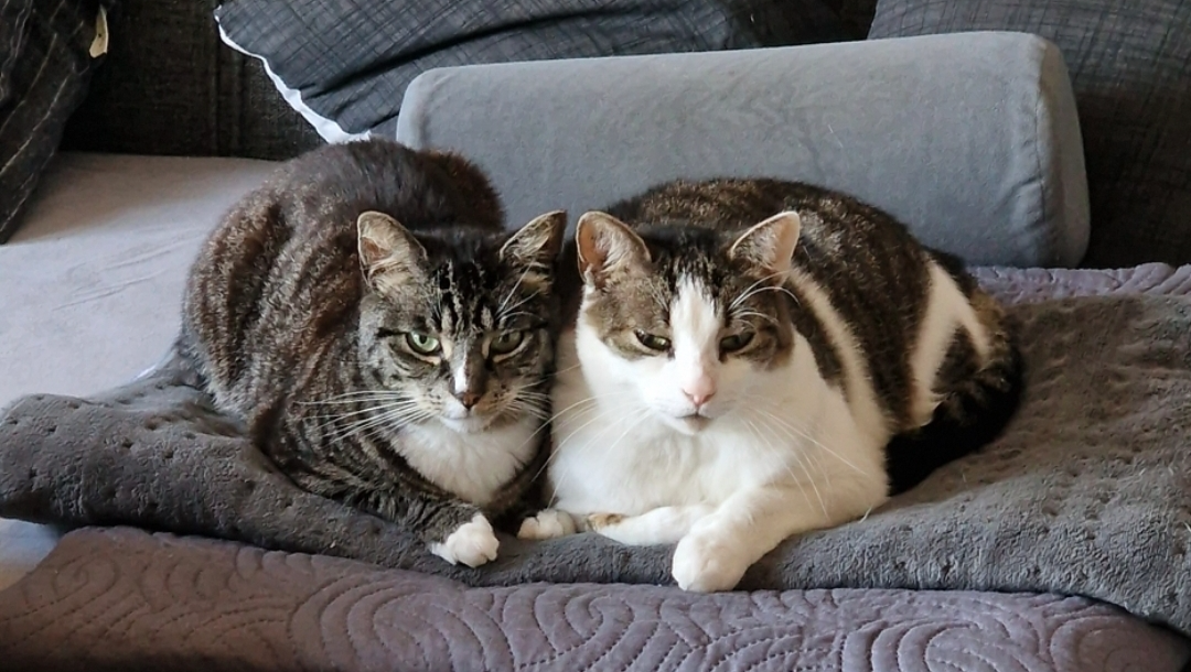 Fundraiser by Mirja Gaebel : Lilo & Tiger DRINGEND Hilfe Zahn OP wegen ...