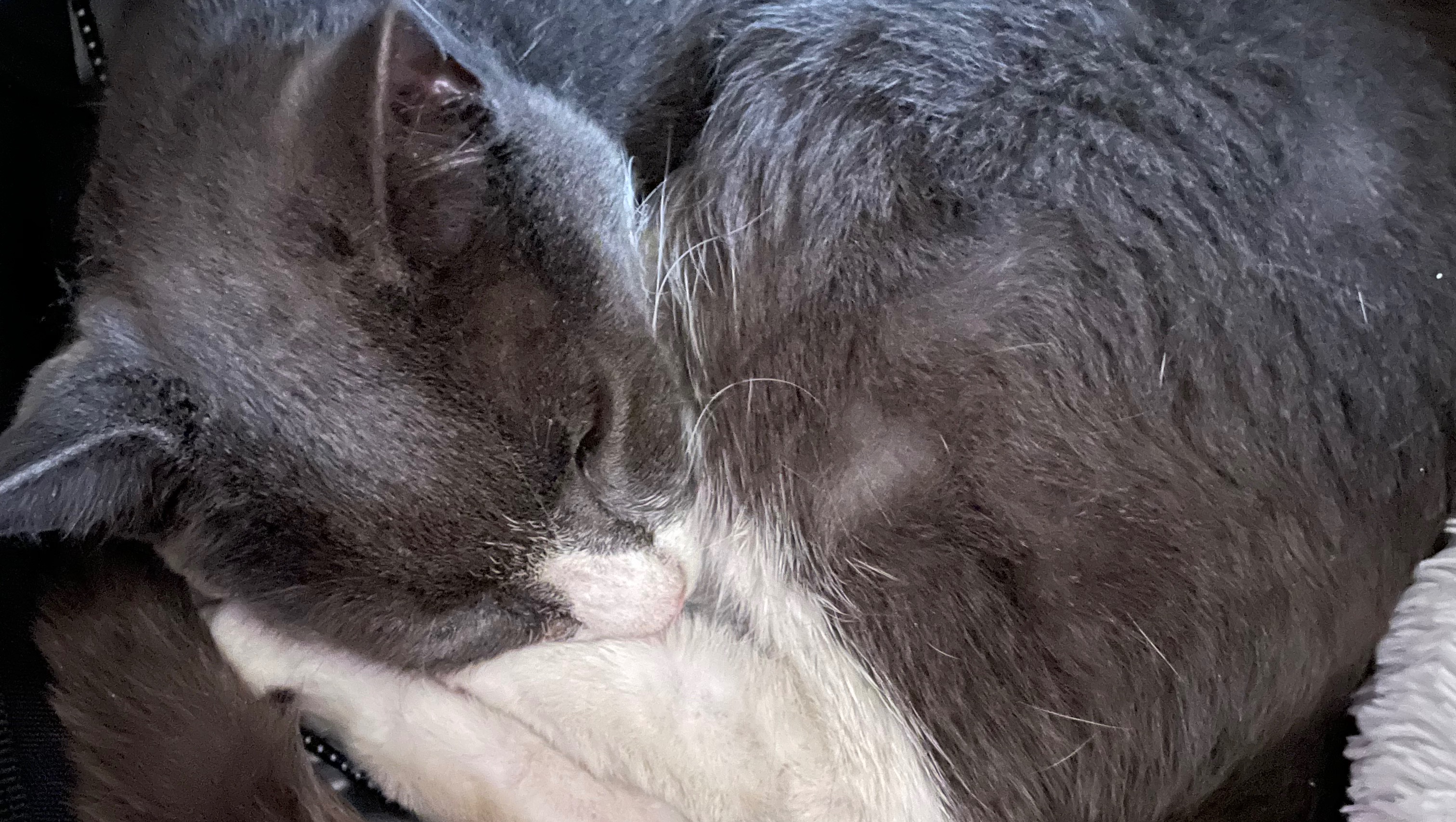 Fundraiser by Rachel Waldron : Help Save Milo After His Accident