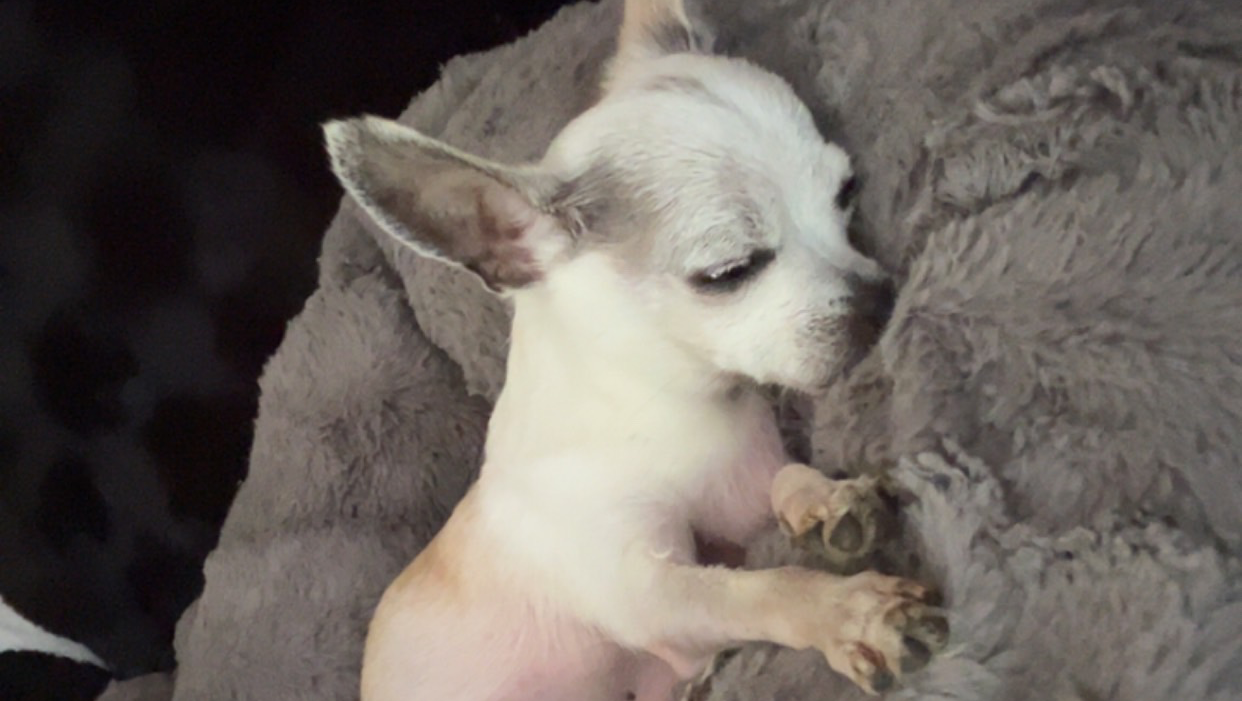 Fundraiser by Violet Vargas : Support Willy's Life-Saving Surgery