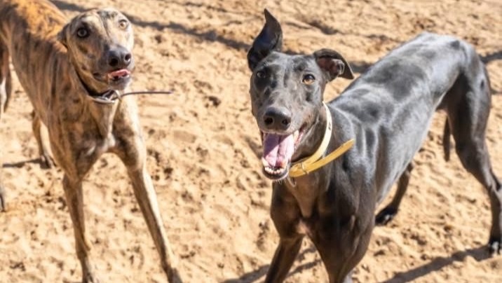 Fundraiser by Becky Blundell : Help Carl & Thorne Recover After House Fire