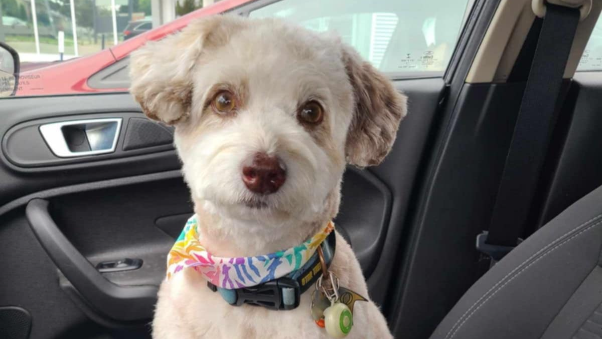 Fundraiser by Mike Goldberg : Help Poutine Run Again