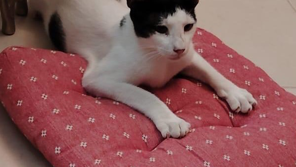 Fundraiser by Cat Rescue Scotland : URGENT – Save Leo from Being Paralysed