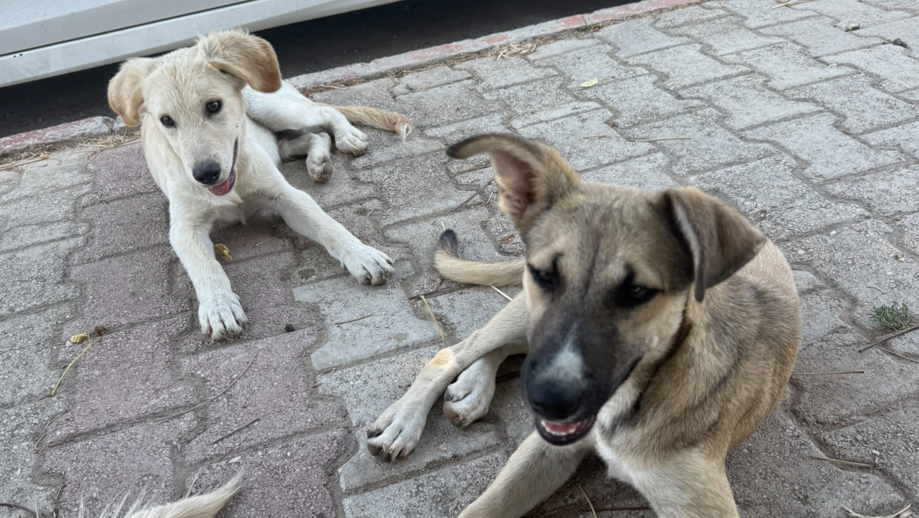 Fundraiser by Joanne Azar : URGENT - Save the stray dogs in Lebanon