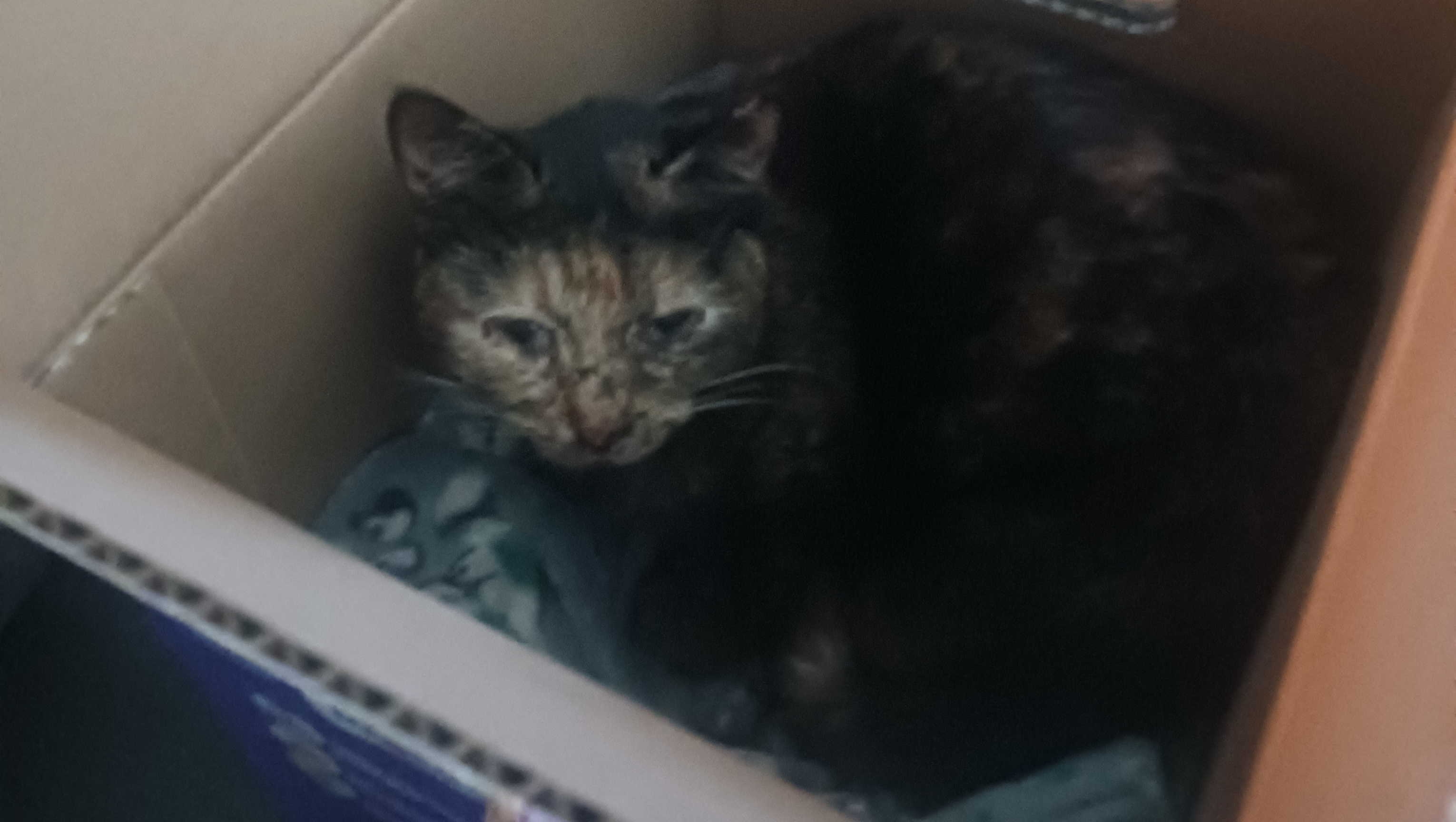 Fundraiser for Morgan Burchell by Datya Ferguson : Help Niko and her family