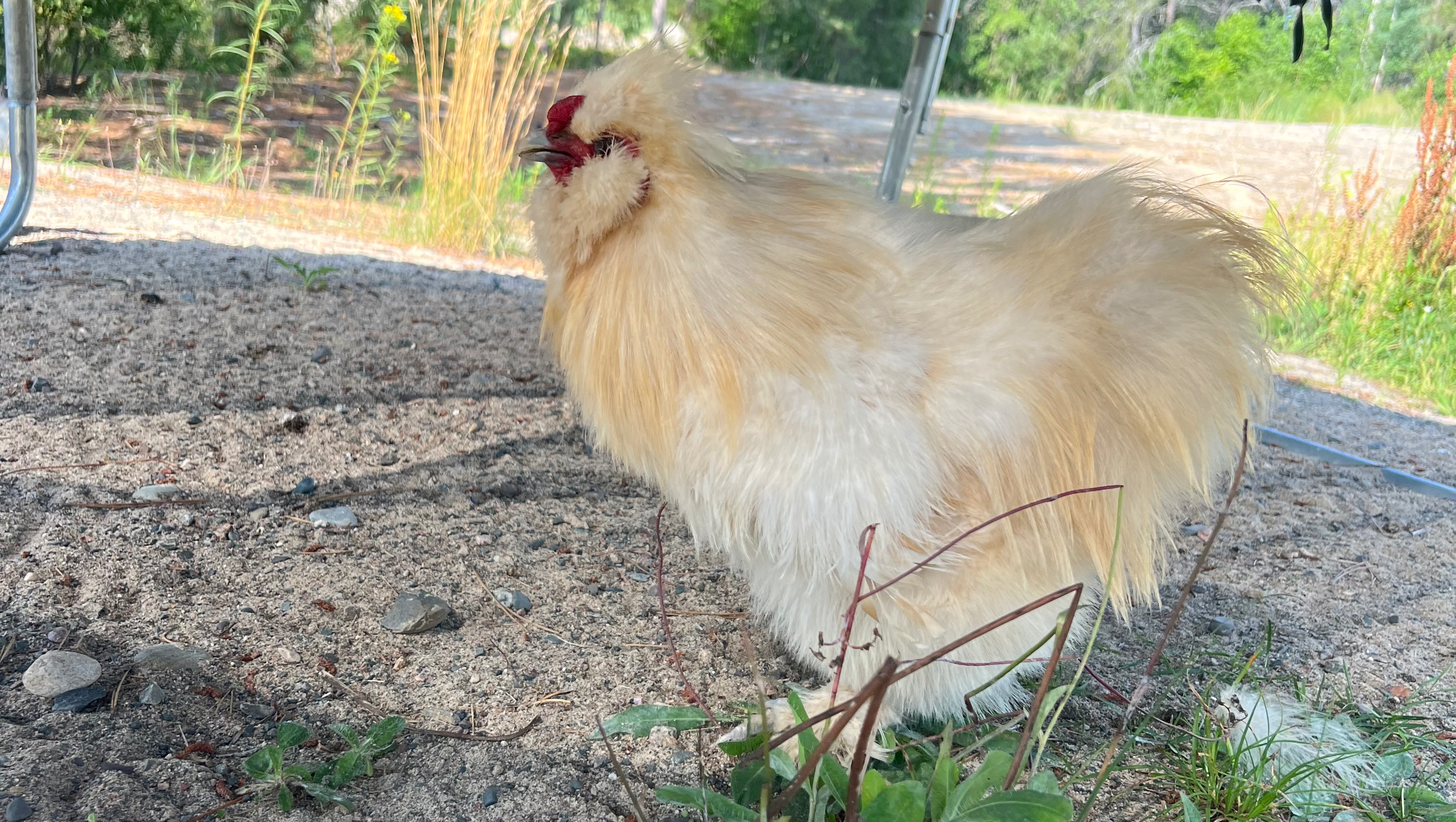 Fundraiser by Anick Gervais : Help Binoo Get His Dream Coop!