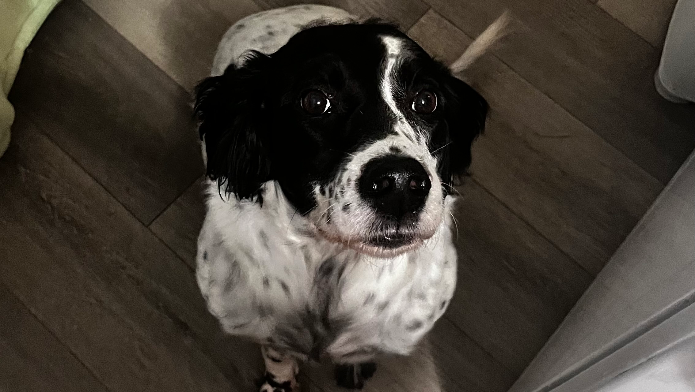 Fundraiser by Joshua Bourgouin : Help Urgently: Peanut’s emergency ...