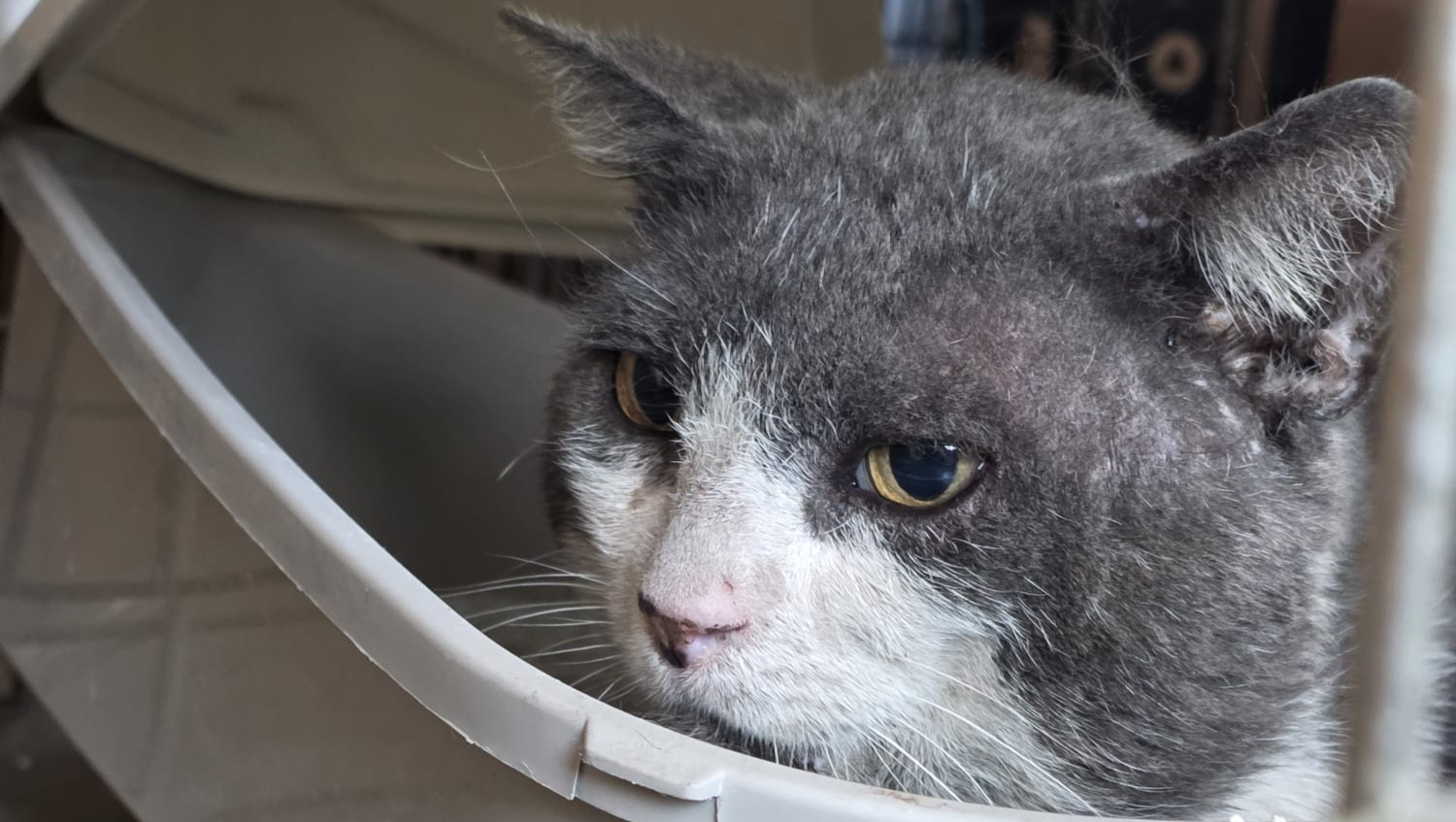 Fundraiser by Felipe Arango : Support Felipe's Rescue Cat's Recovery