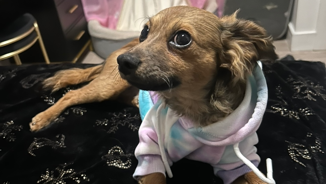 Fundraiser by Gabriela Venegaz : Support Benji's Recovery from a dog attack