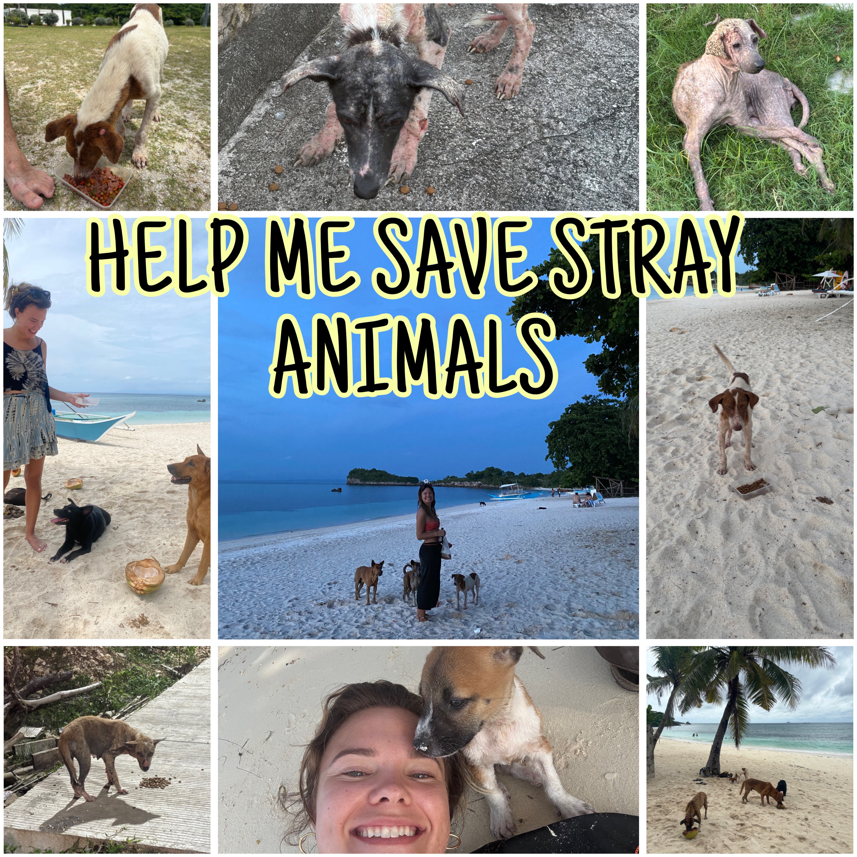 Fundraiser by Laura Buzzin : Help Me Save Sick Stray Animals in the ...
