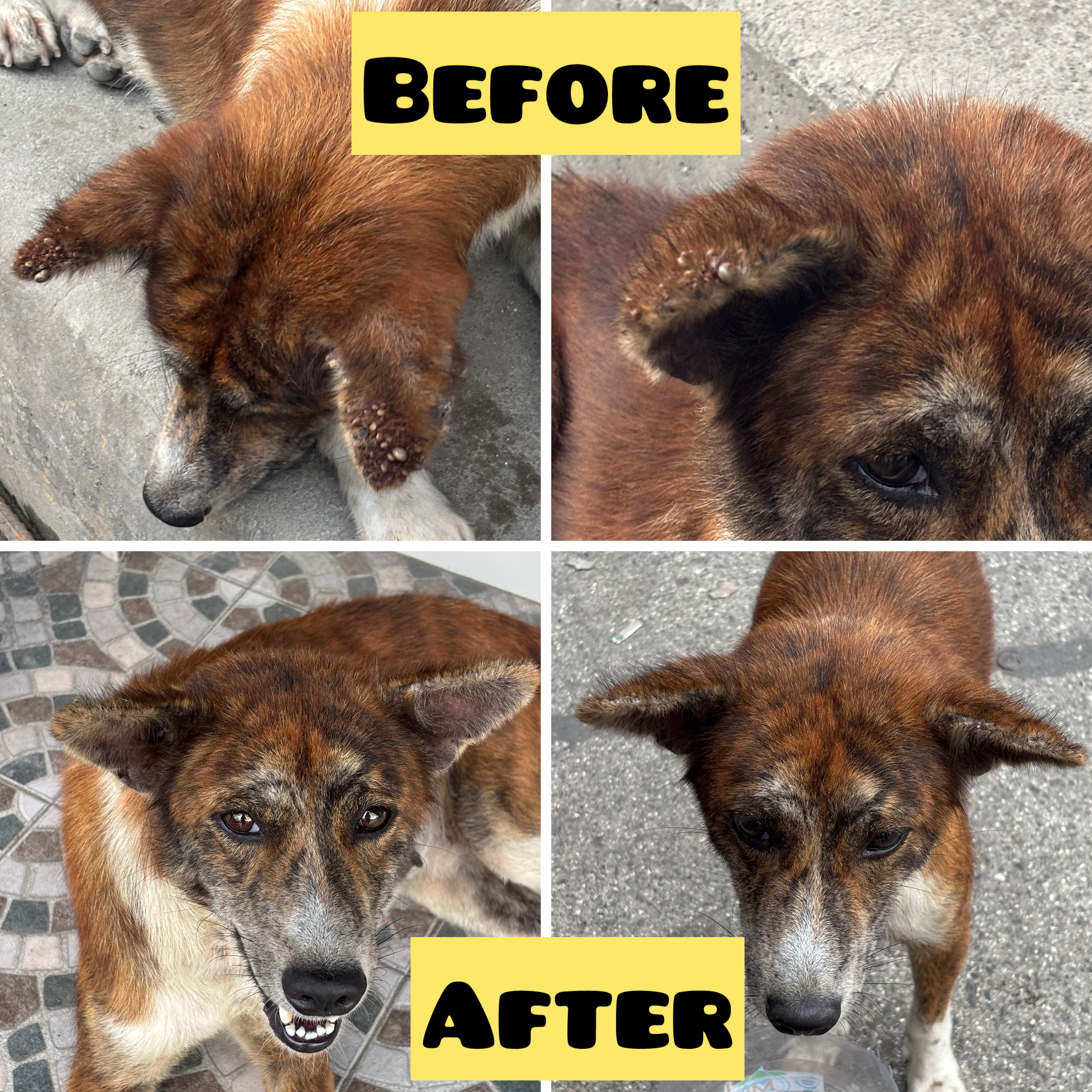 Fundraiser by Laura Buzzin : Help Me Save Sick Stray Animals in the ...