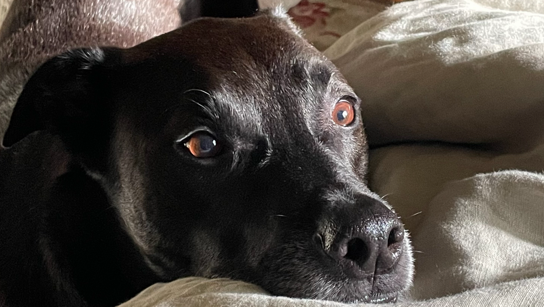 Fundraiser by Gretchen Pearson : Support Lewis's Recovery Journey