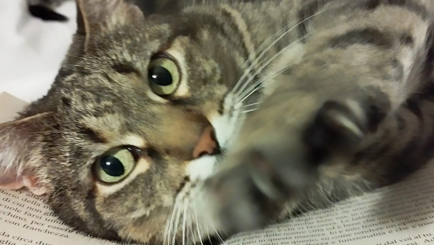 Fundraiser by Silvia Piccoli : In ricordo di Ambra: un aiuto per me ...