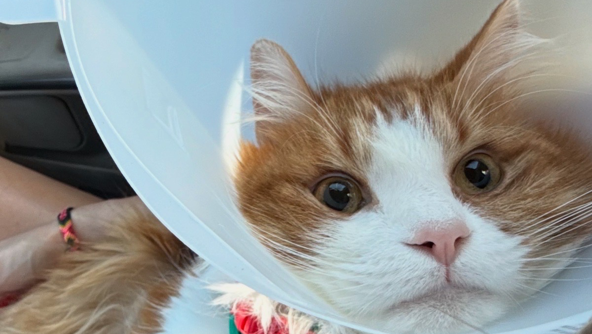 Fundraiser by Lucy Gatling : Help Shima Beat Cancer through Full Leg ...