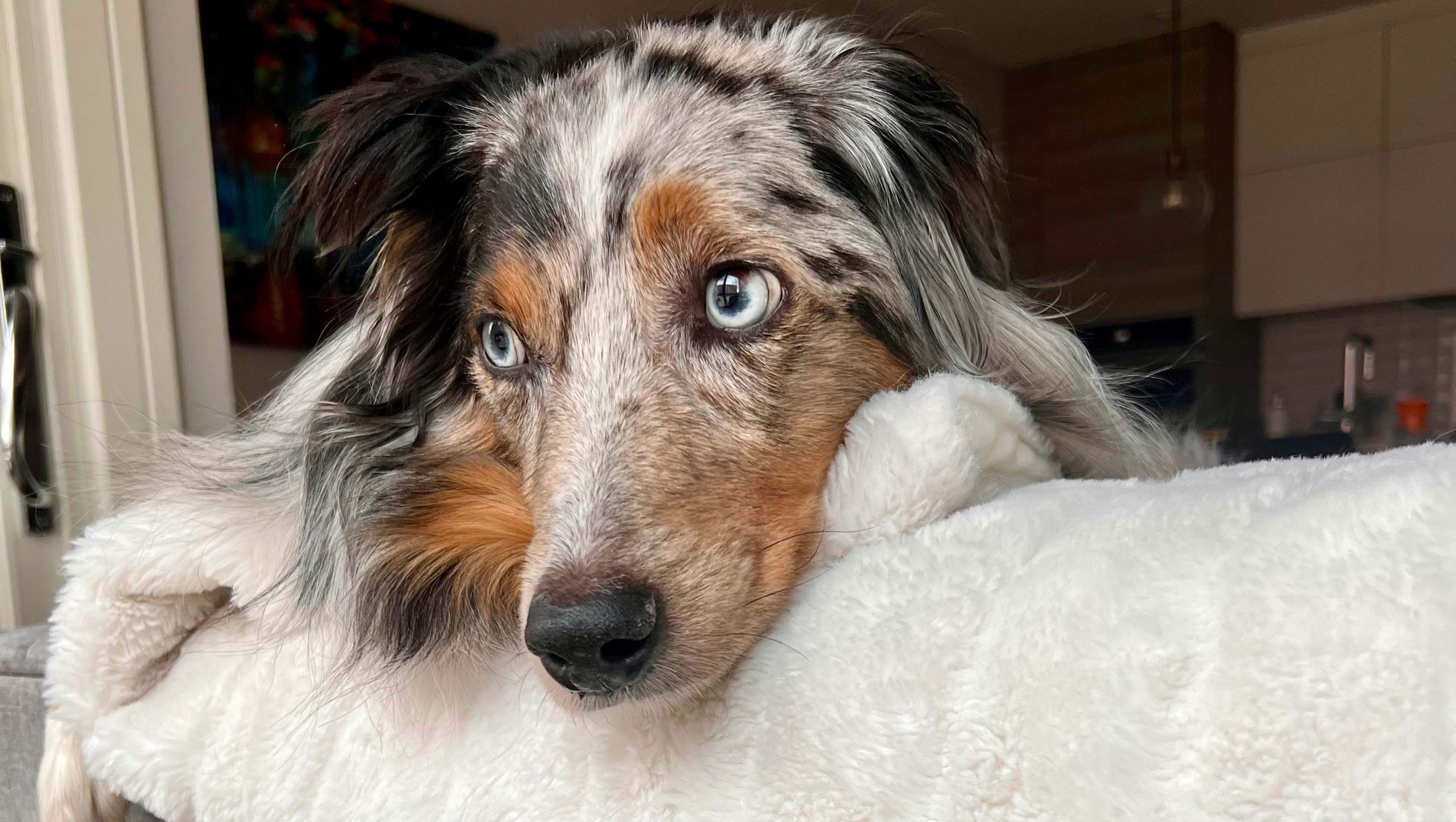 Fundraiser by Gabriela Sahagun : Support Salmon’s Second Fight Against Cancer