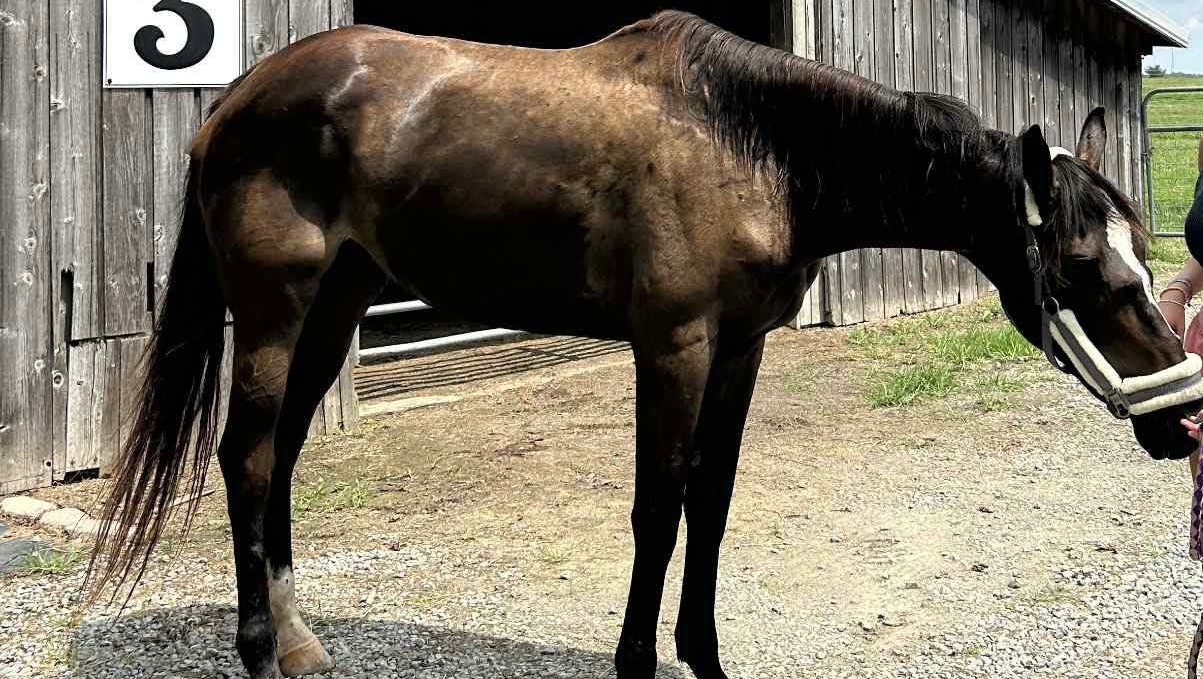 Fundraiser by Kerri Strohl : Save Sammy: Urgent help needed for ...