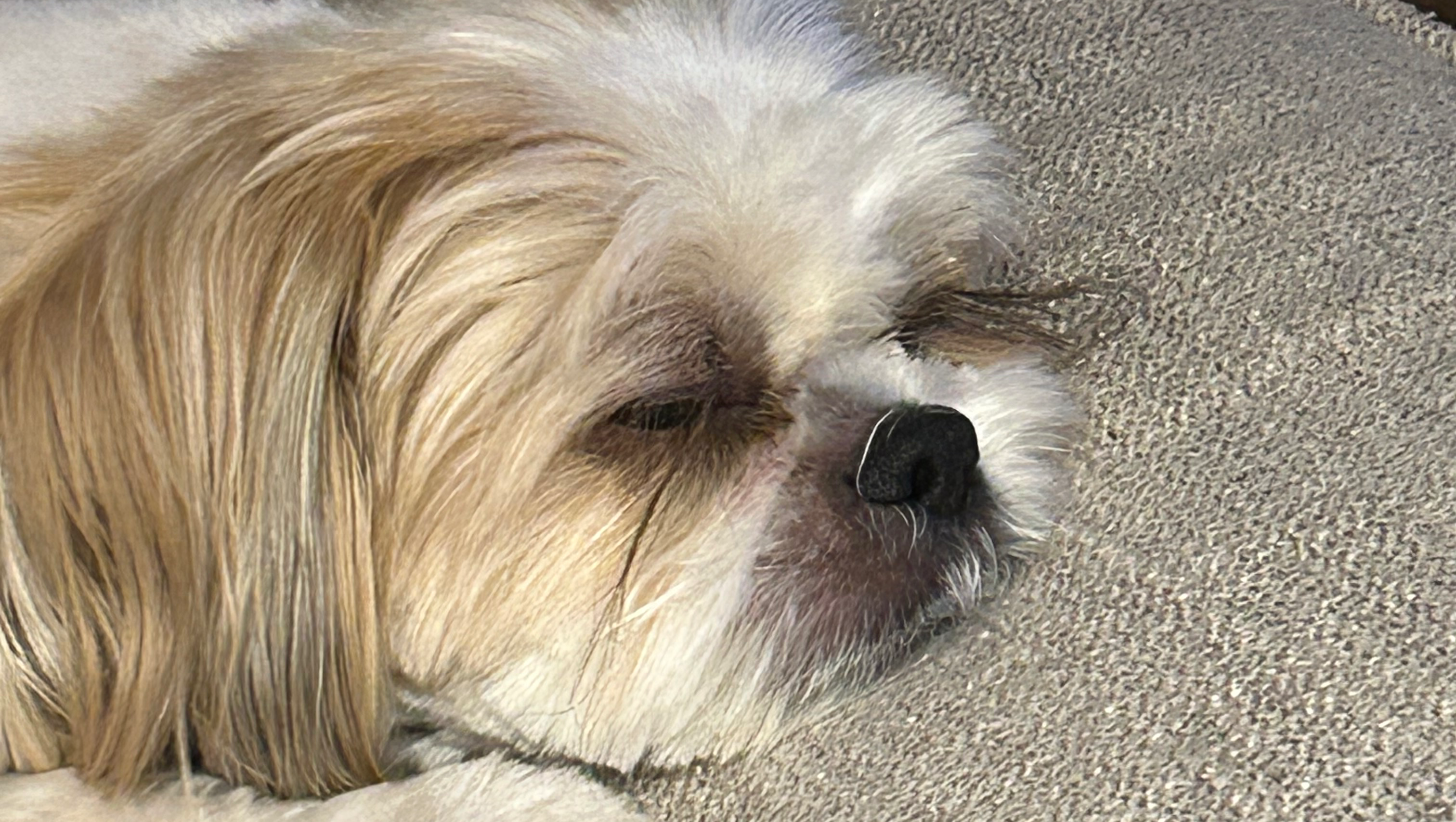 Fundraiser by Rhonda Oliver : Support Lucy's Eye Surgery and Recovery
