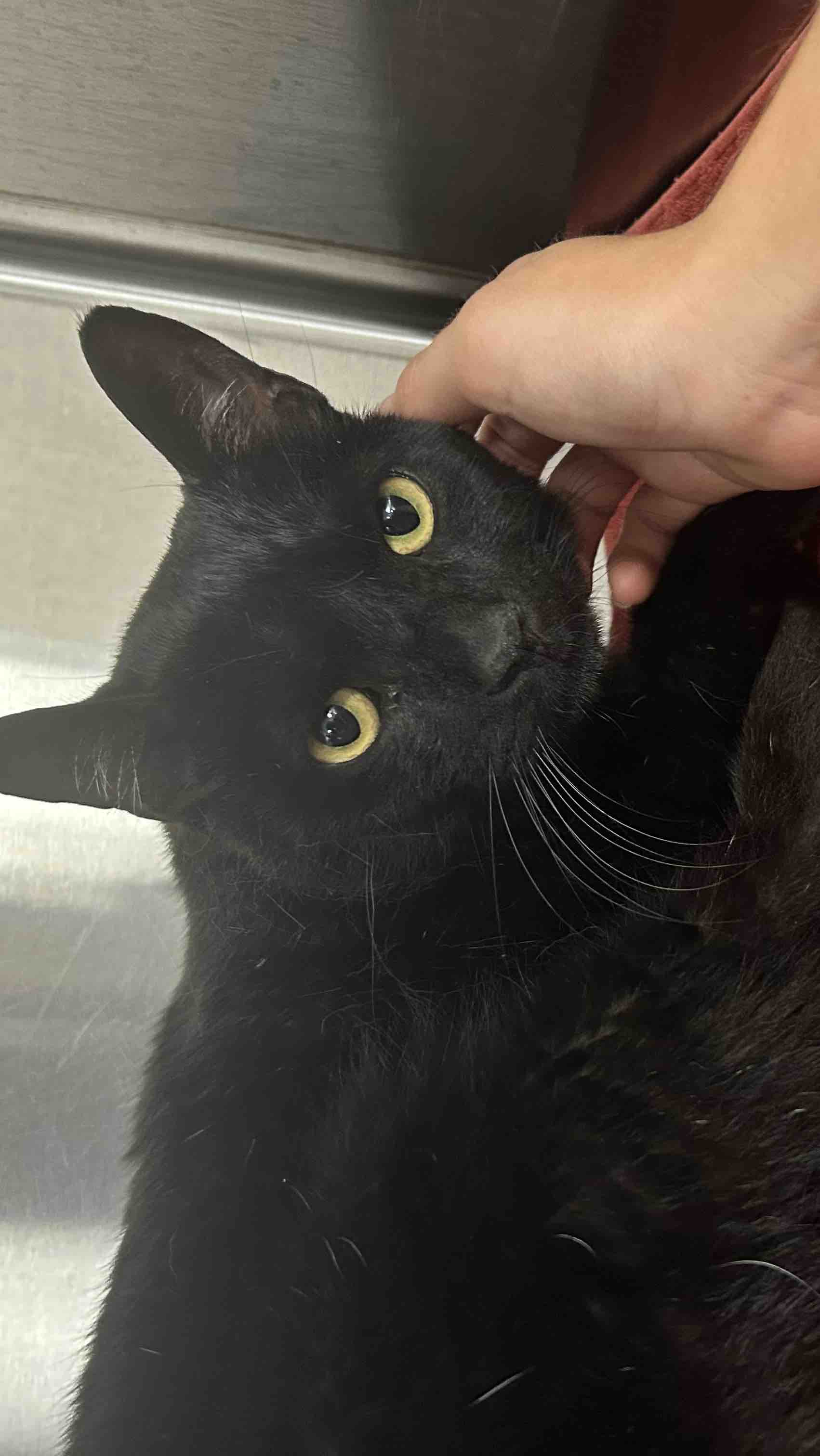 Fundraiser by Isabel Barbato : Support for Jack’s Medical Funds ️