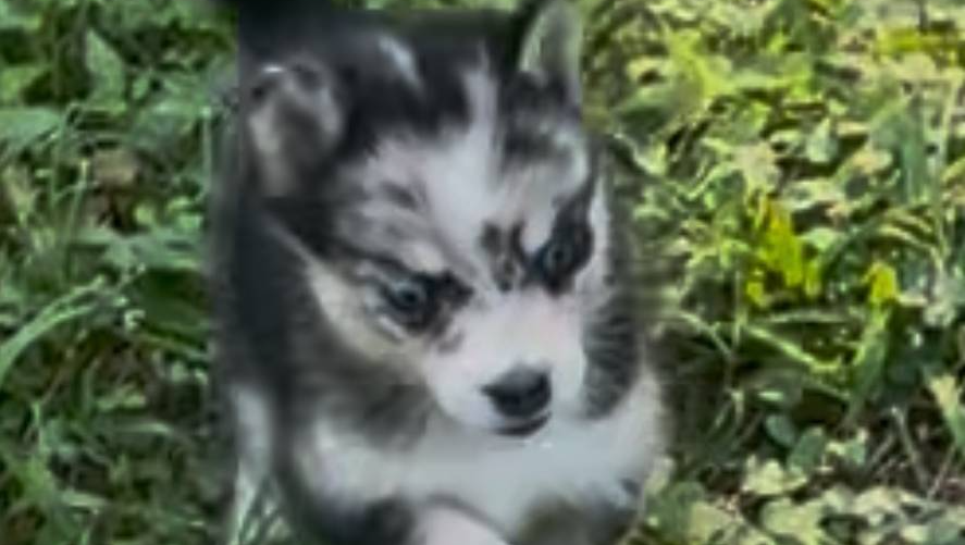 Fundraiser by Melody Hitt : A New Puppy for Leon's Grieving Daughter