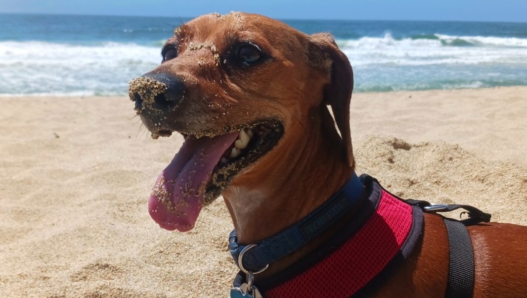 Fundraiser by Hannah Mayfield : Support Bubba’s IVDD Surgery and Recovery