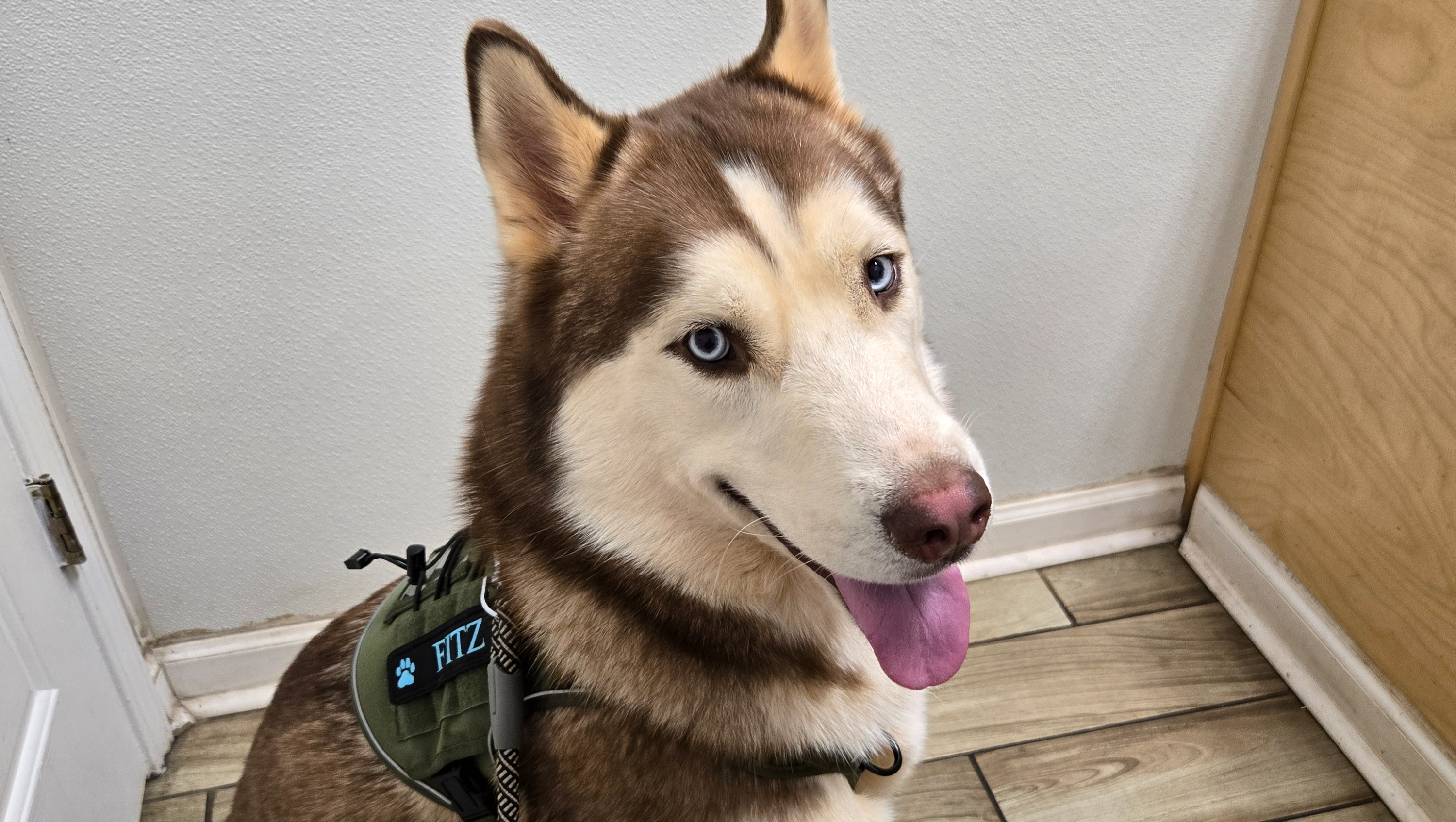 Fundraiser by Guy Squire : Help Fitz the Husky Get Life-Saving ...
