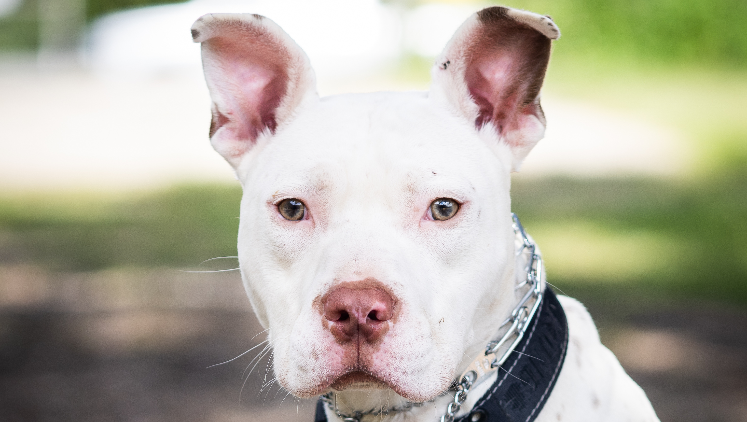 Fundraiser by Richard Morgan : Help Pip Recover from a Cruel Attack