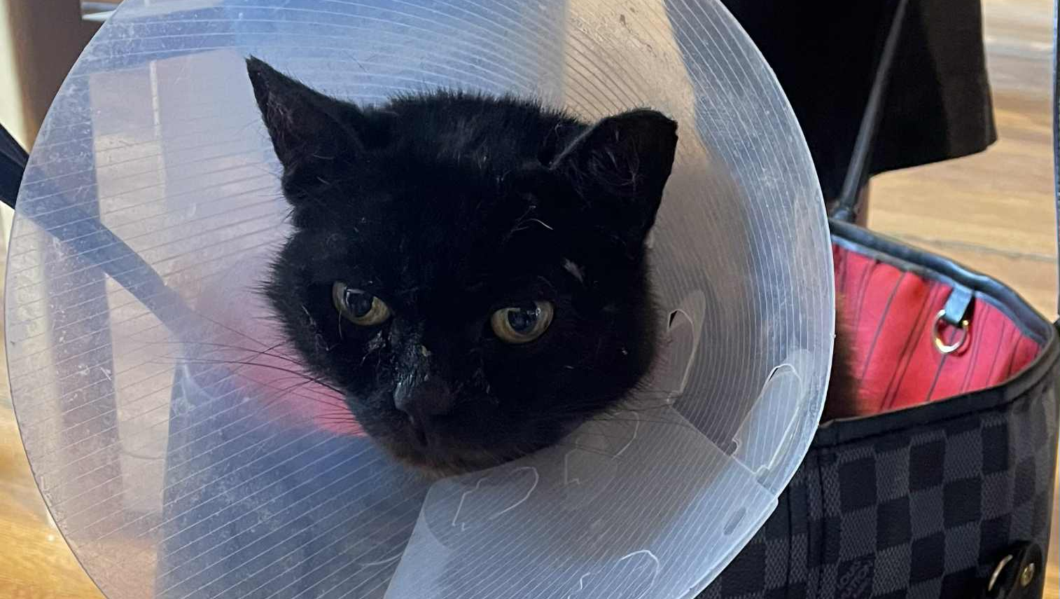 Fundraiser by Caroline Gradidge : Help support the resident & feral ...