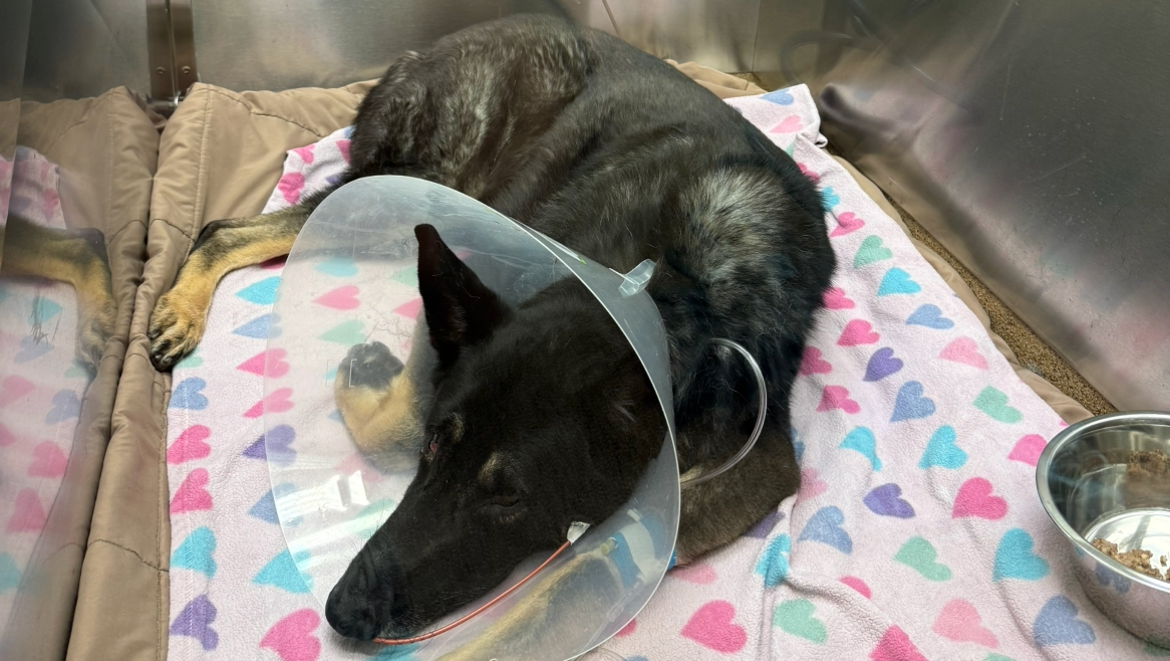 Fundraiser by Christine Baumgardner : Support Skully's Fight Against Pneumonia